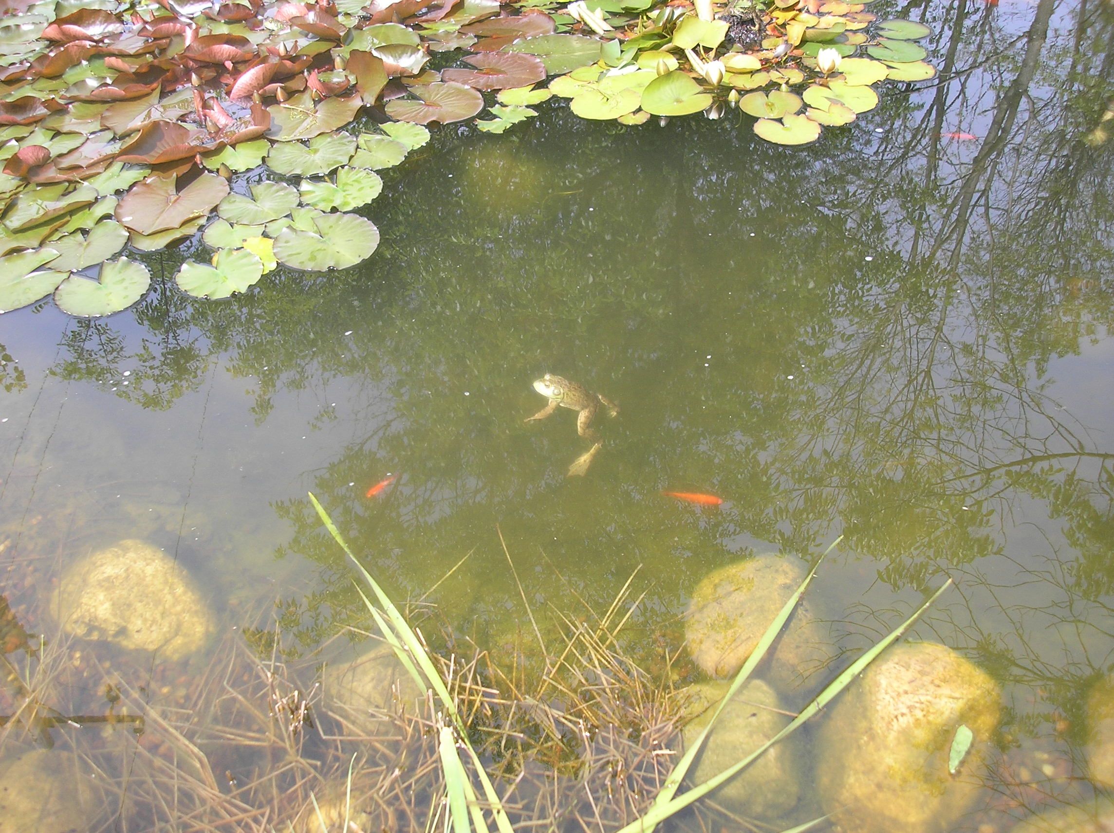Pond / Watergarden Science : 7 Steps (with Pictures) - Instructables