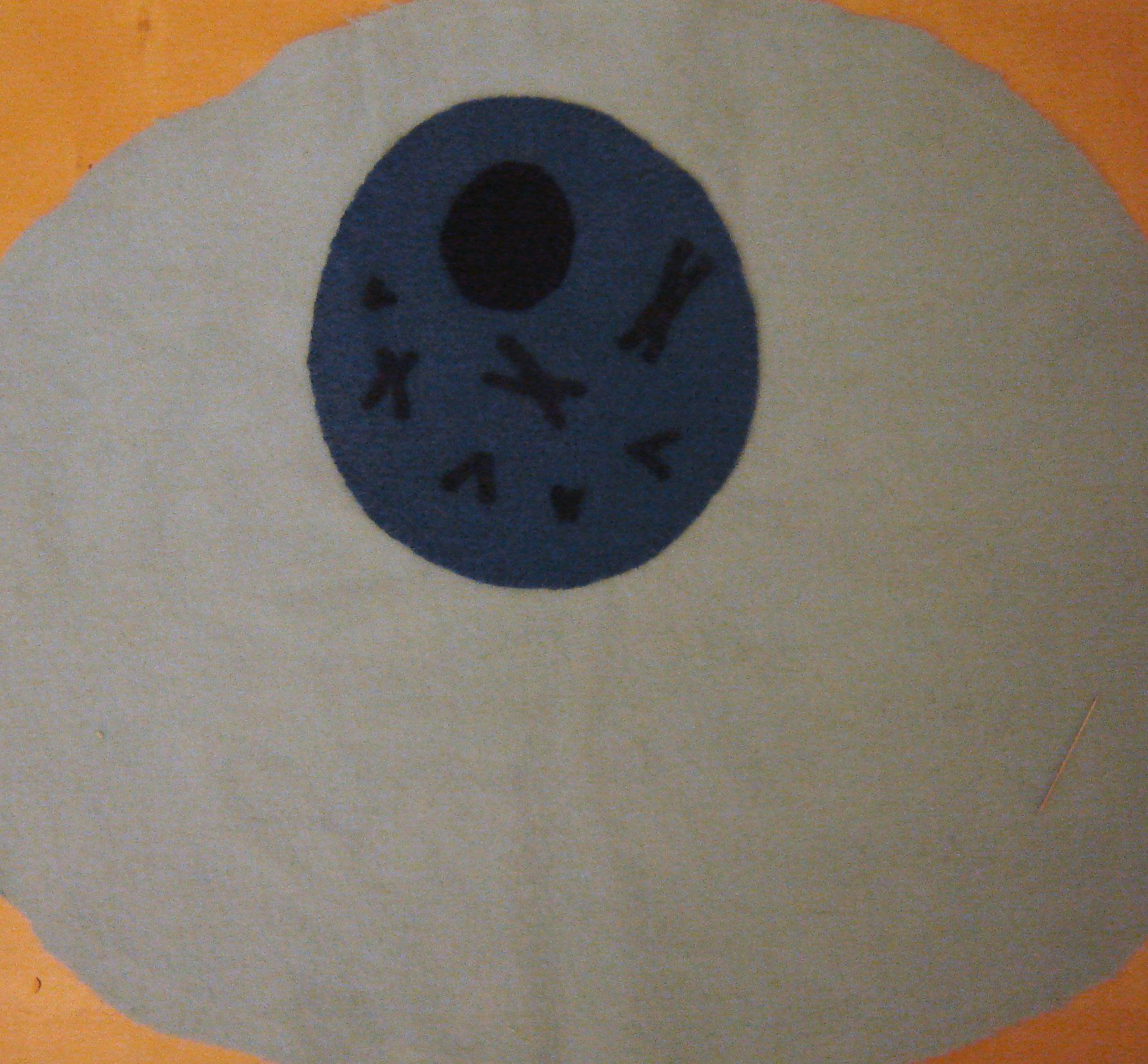 Plush Cell Model : 13 Steps (with Pictures) - Instructables