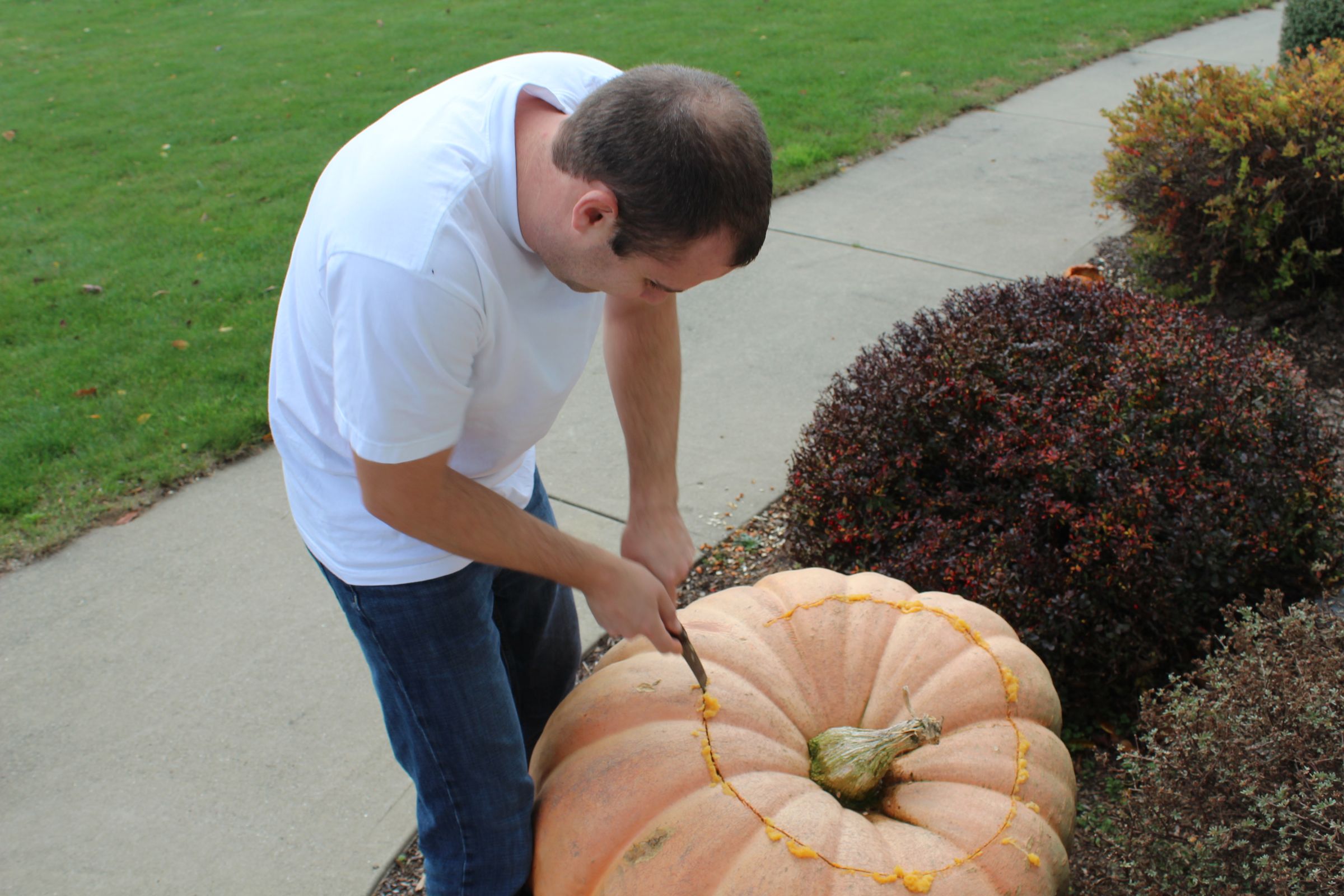 Giant Pumpkins Make Giant Jack O Lanterns : 9 Steps (with Pictures ...