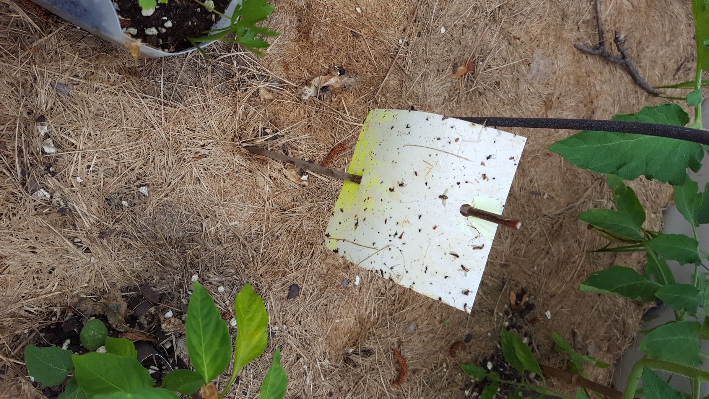 Home-made Insect Sticky Traps! : 4 Steps (with Pictures) - Instructables