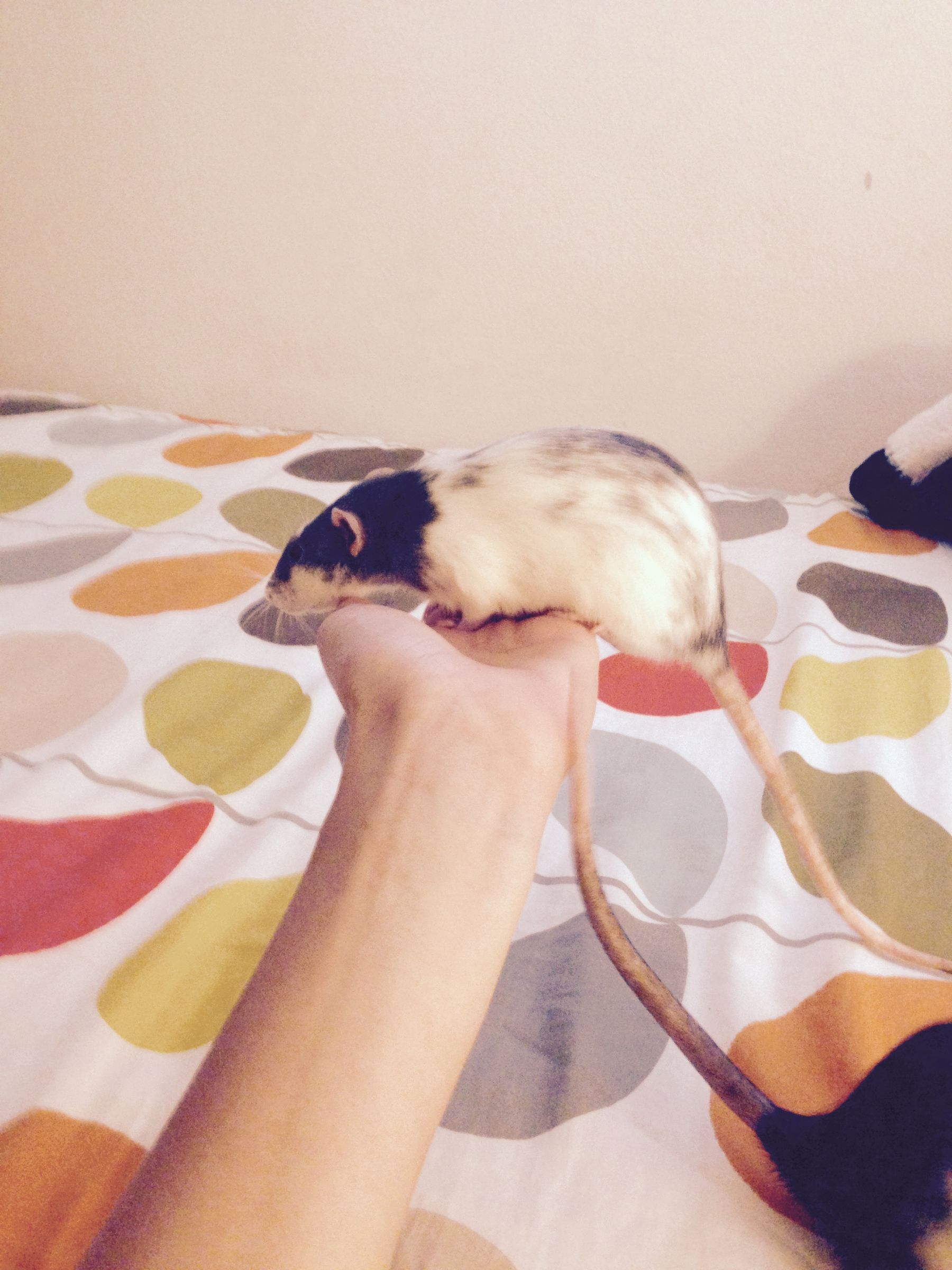 How to Train Your Rat and Other Rodents : 6 Steps - Instructables