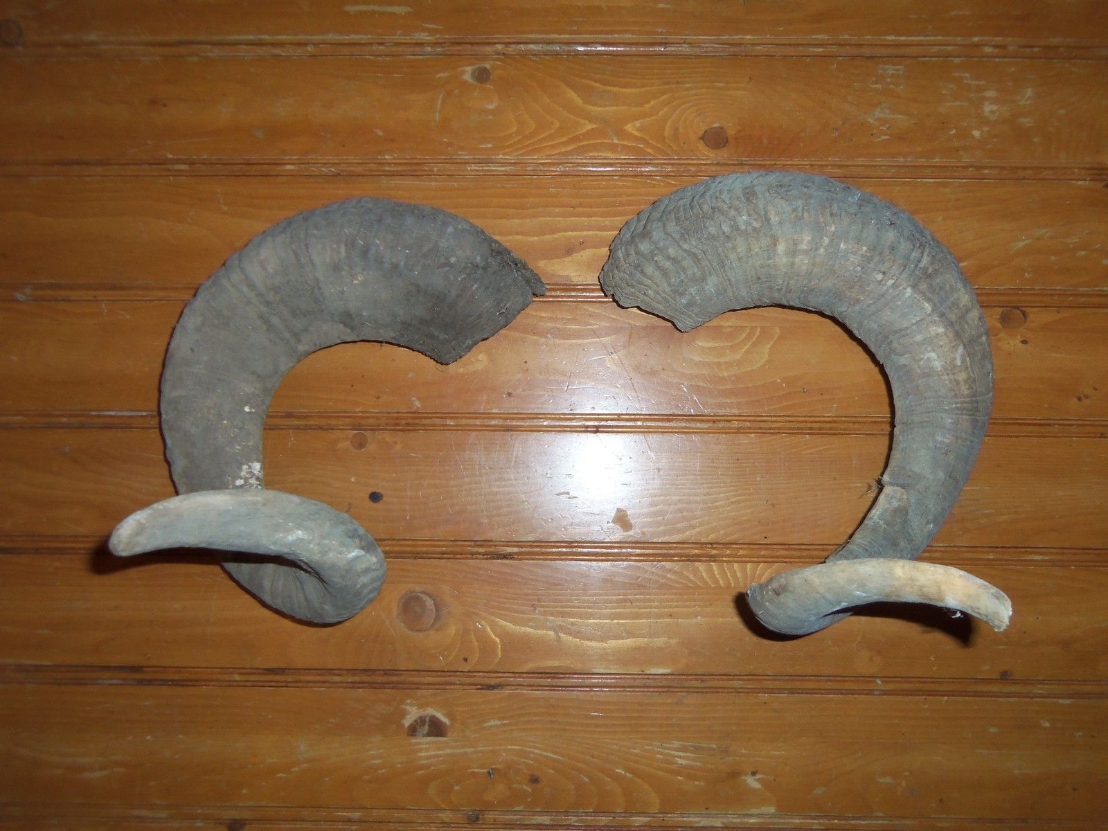 Tim the Enchanter Hat With Real Ram Horns : 7 Steps - Instructables