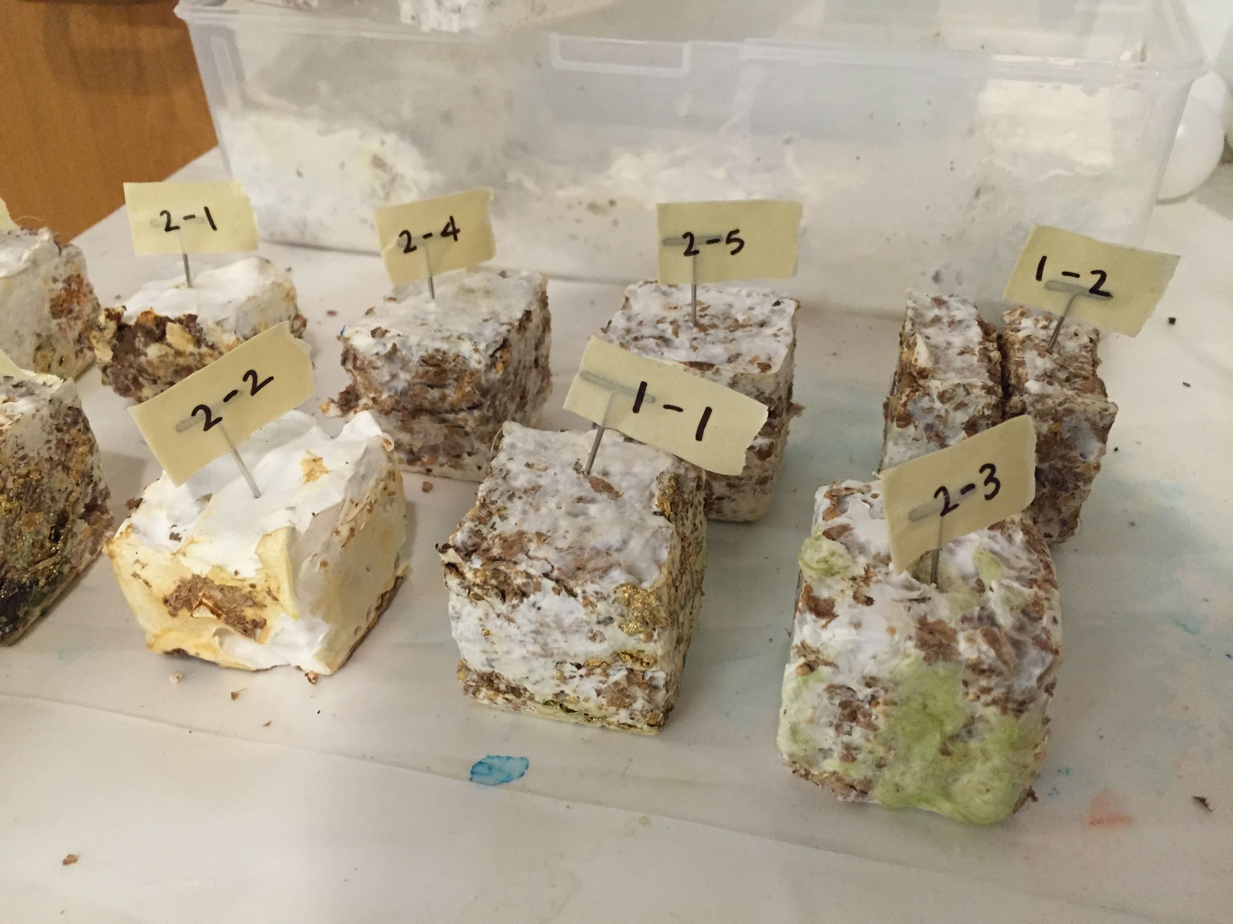 Mycelial Forms : 9 Steps (with Pictures) - Instructables