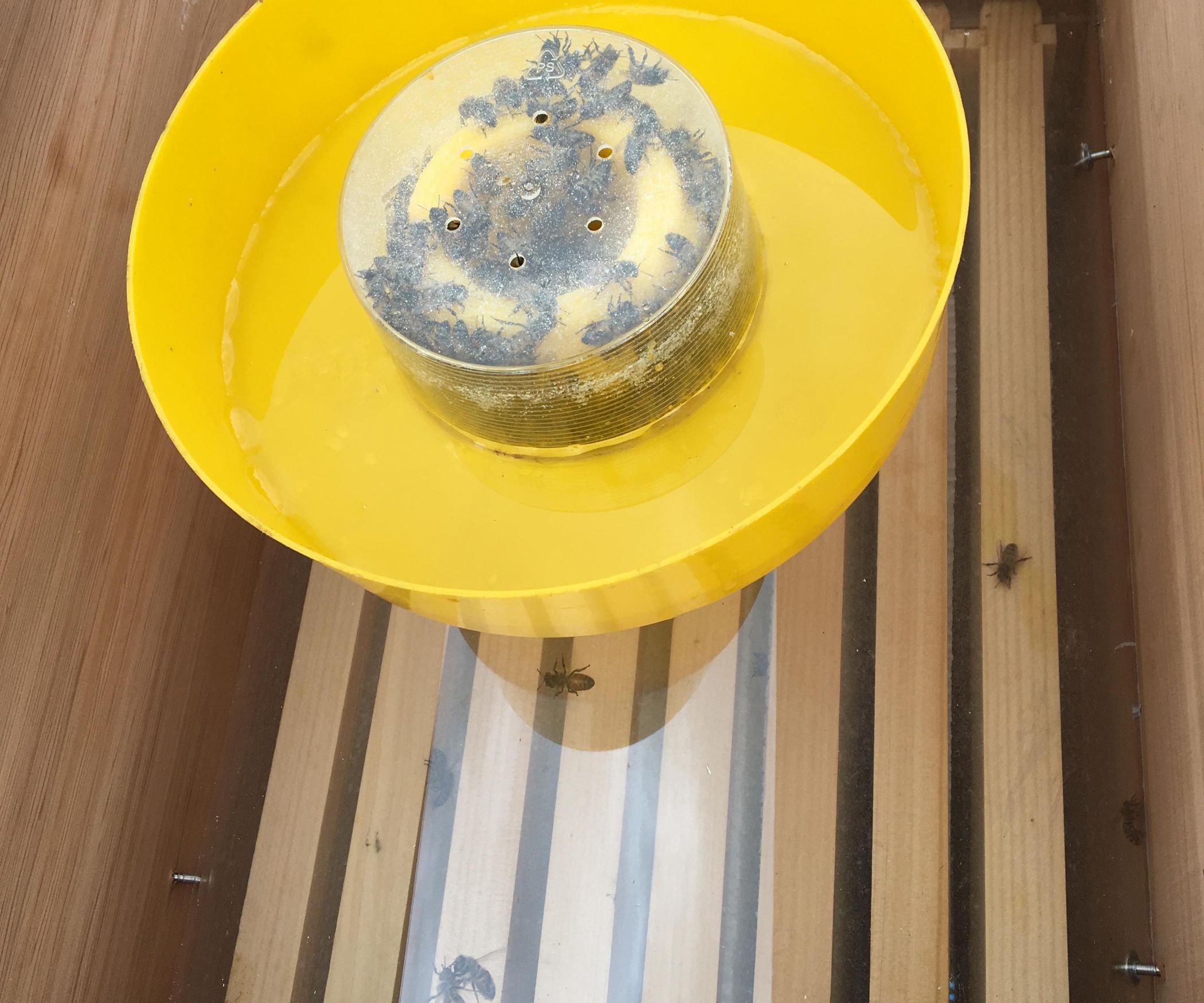 DIY HONEY BEE HIVE OBSERVATION DOME WITH IN HIVE FEEDER : 5 Steps (with ...