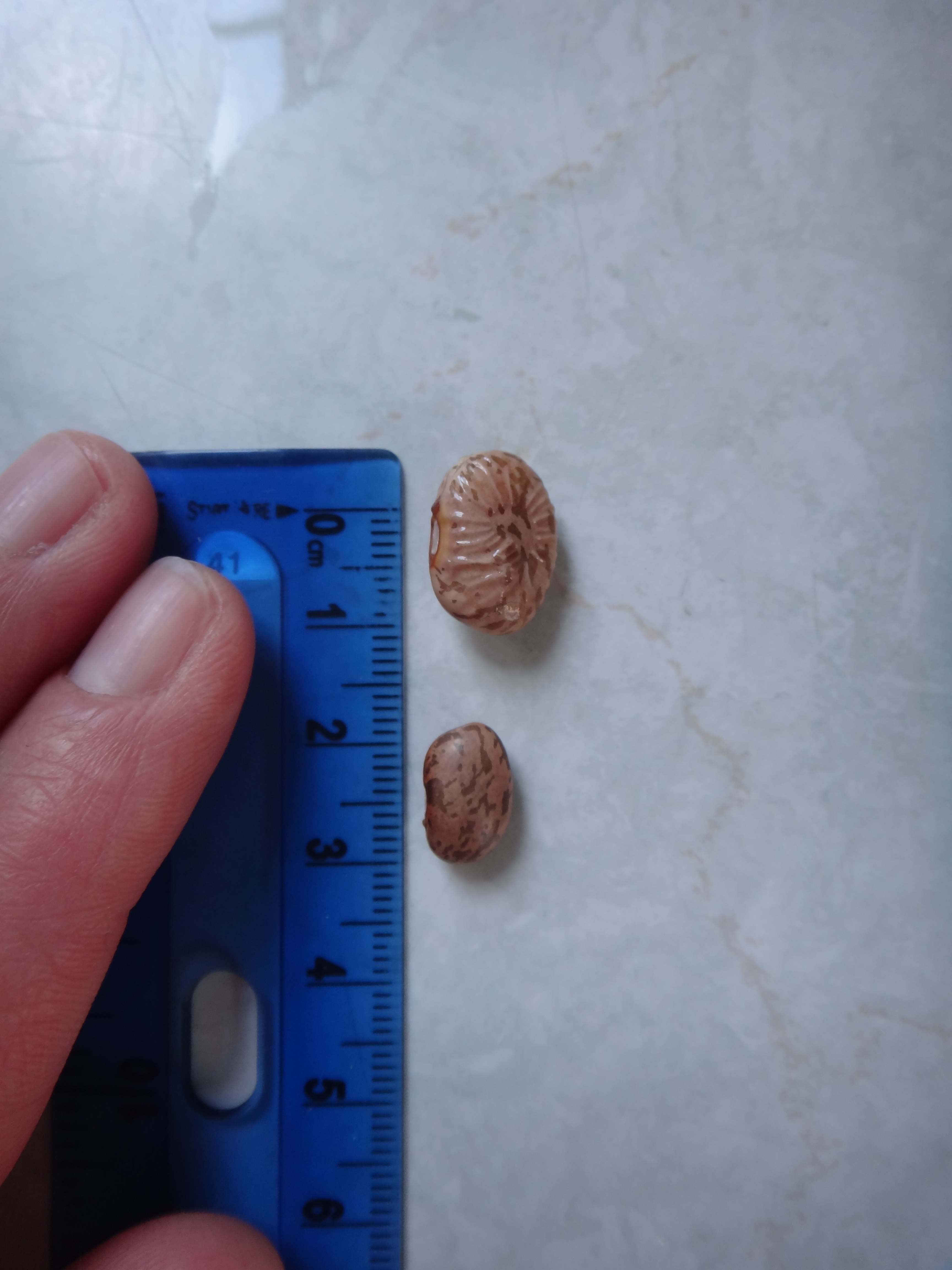 Authentic Brazilian Beans : 4 Steps (with Pictures) - Instructables