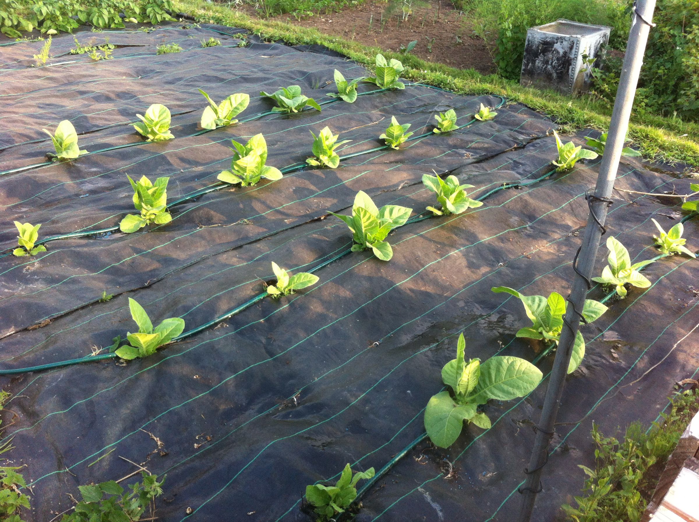 Growing Tobacco : 6 Steps (with Pictures) - Instructables