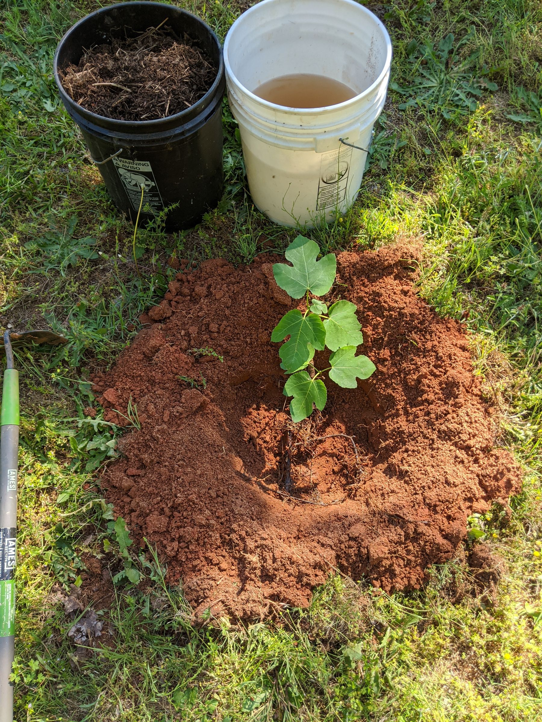 Planting Fig Tree Offshoots : 8 Steps - Instructables