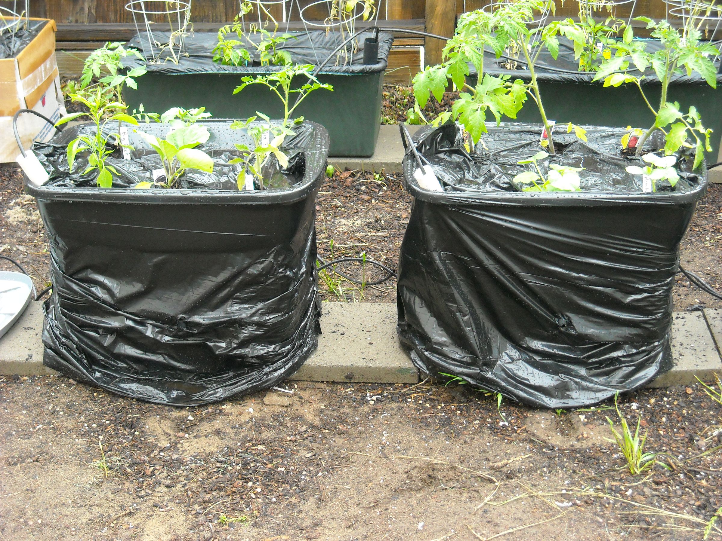 TerraHydro Boxes, the Ultimate Self-Watering Vegetable Container System ...