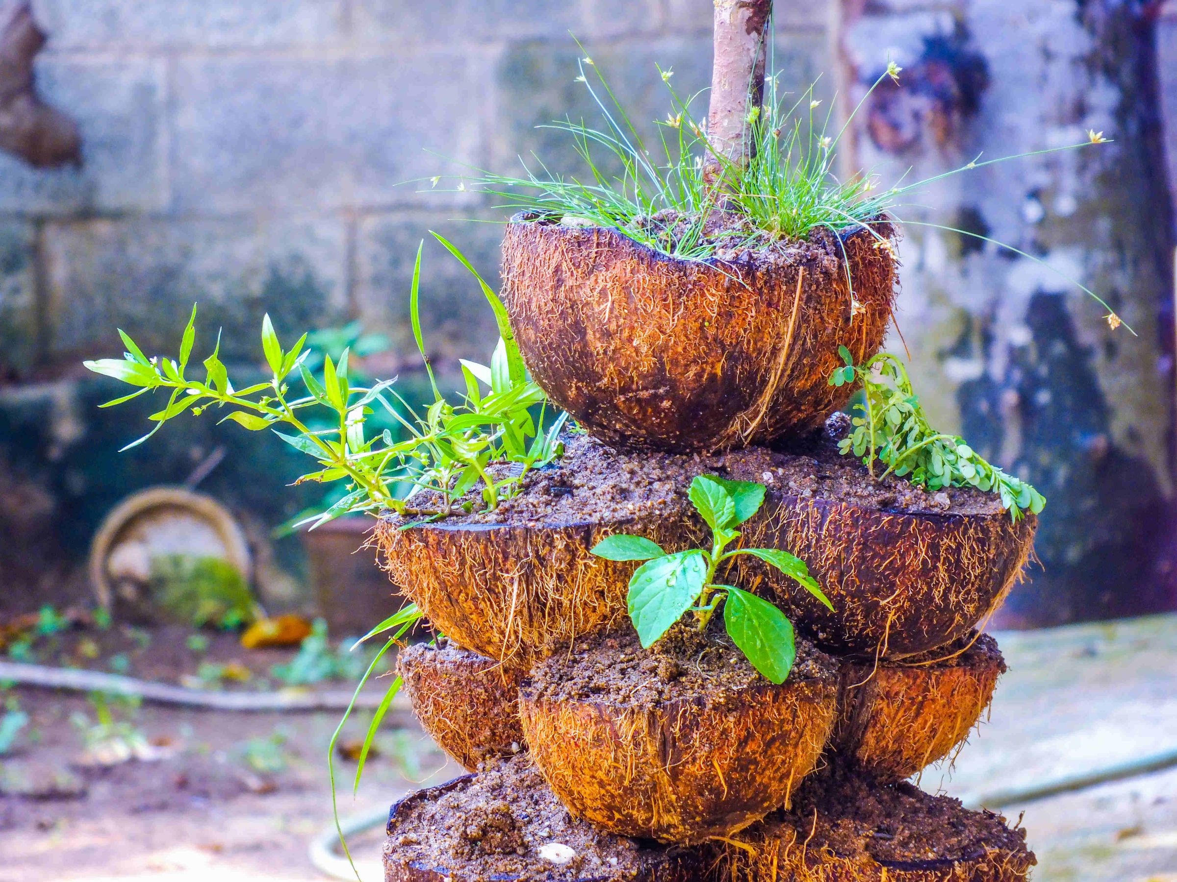 Coconut Shell Stackable Pot : 5 Steps (with Pictures) - Instructables