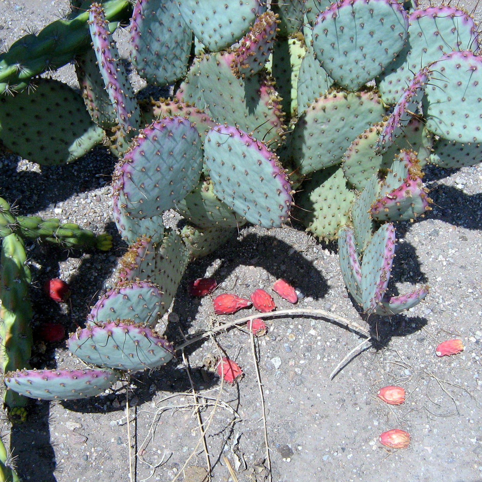 Make Prickly Pear Juice (Nopal, Nopales, Oputina, Tuna) : 7 Steps (with ...