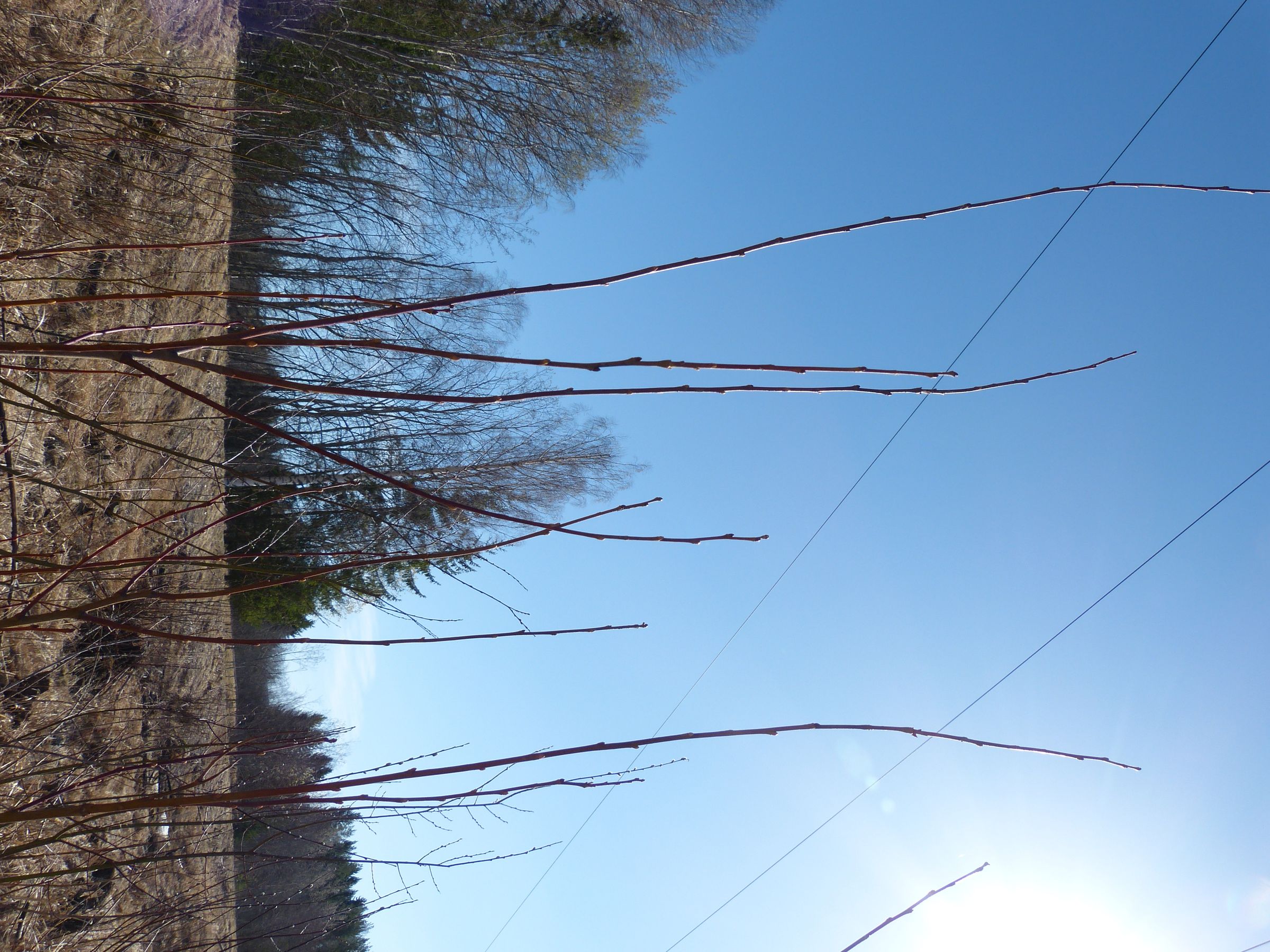 Living Willow Columns / Sculptures : 8 Steps (with Pictures ...