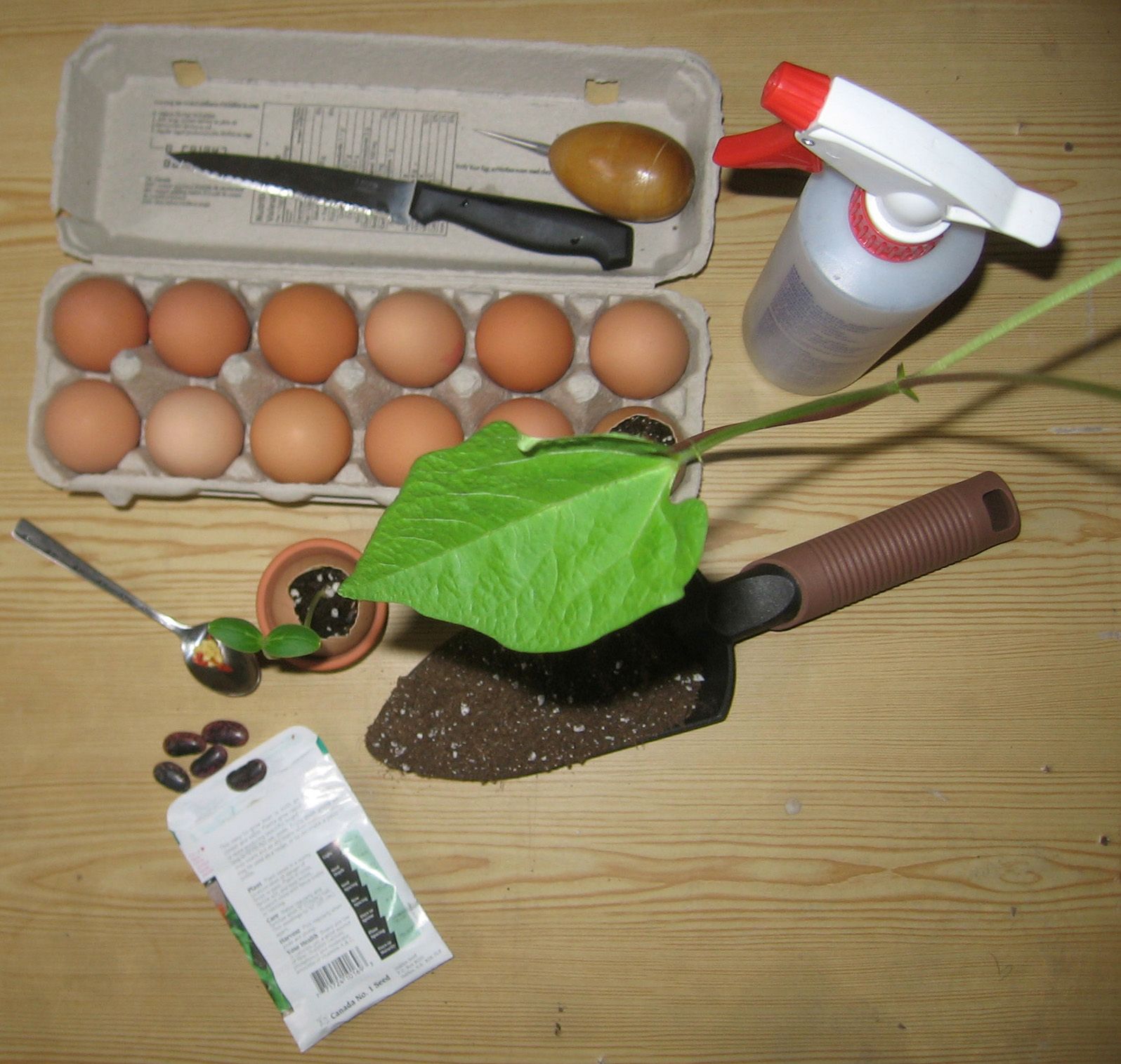 Eggshell Seed Starters : 7 Steps (with Pictures) - Instructables