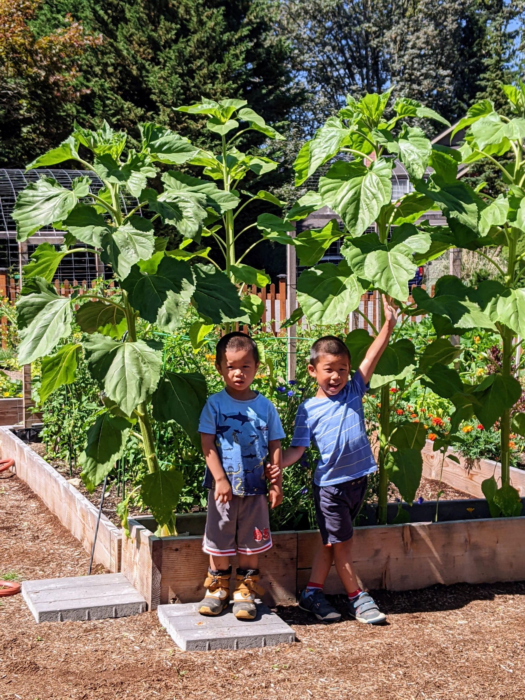 DIY: Transforming My Front Yard From Grass to a Vegetable Garden : 8 ...