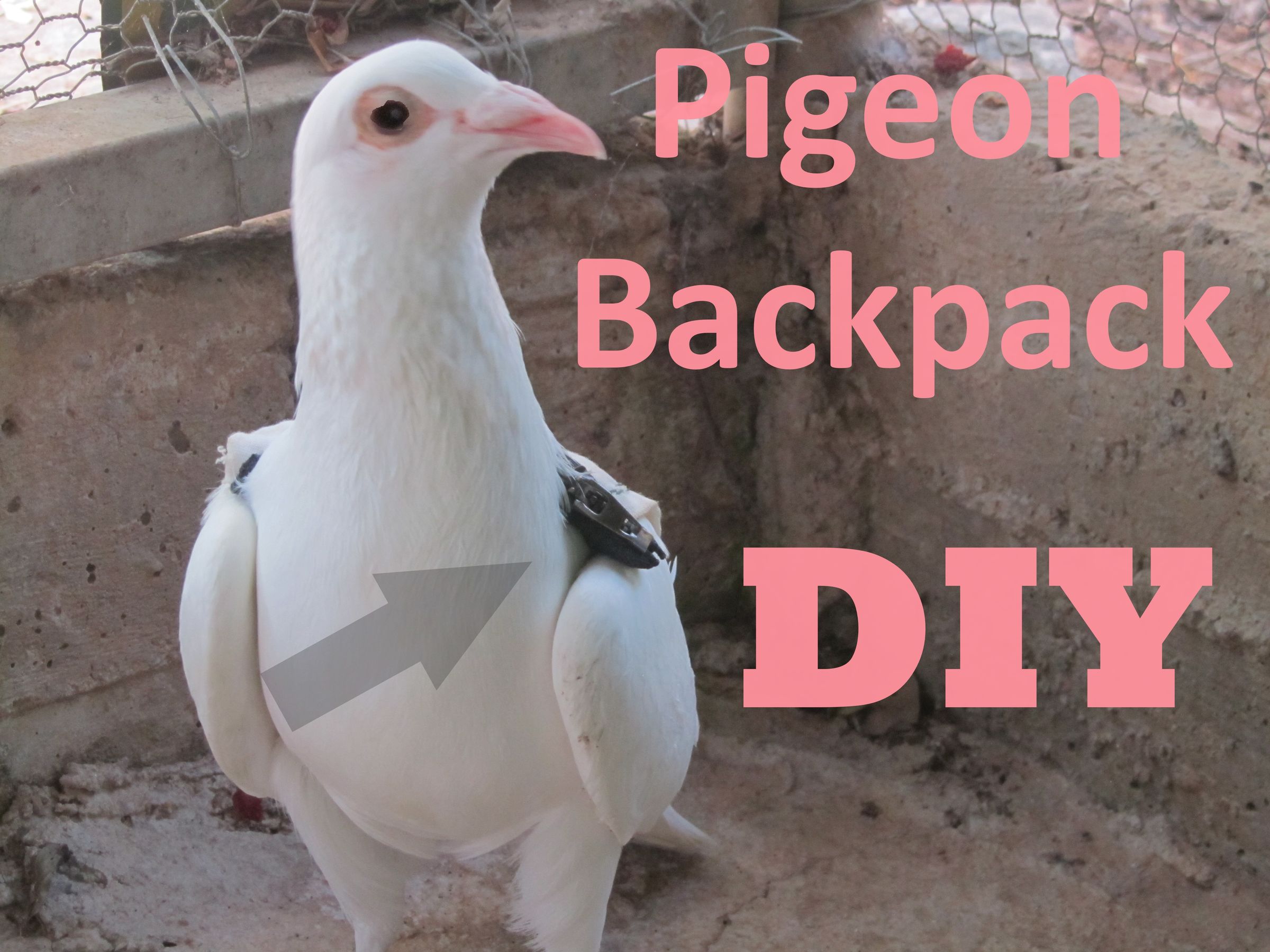 DIY Pigeon Backpack : 6 Steps (with Pictures) - Instructables