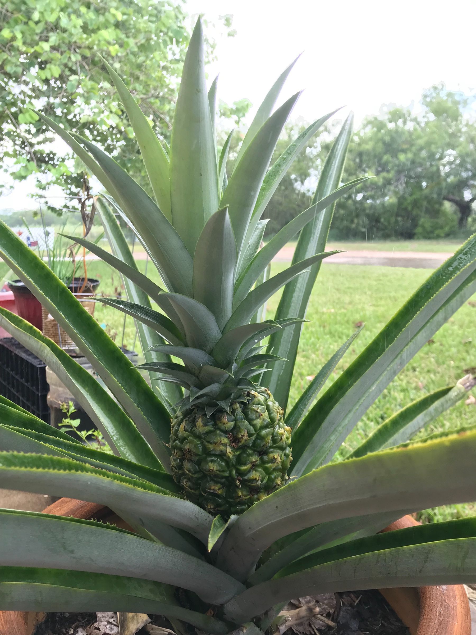 How to Grow Pineapples : 7 Steps (with Pictures) - Instructables