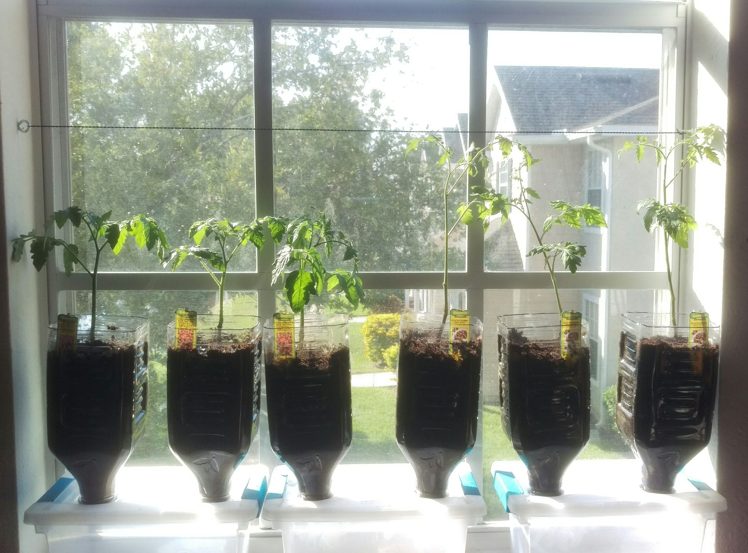 DIY Tomato Window Garden : 9 Steps (with Pictures) - Instructables