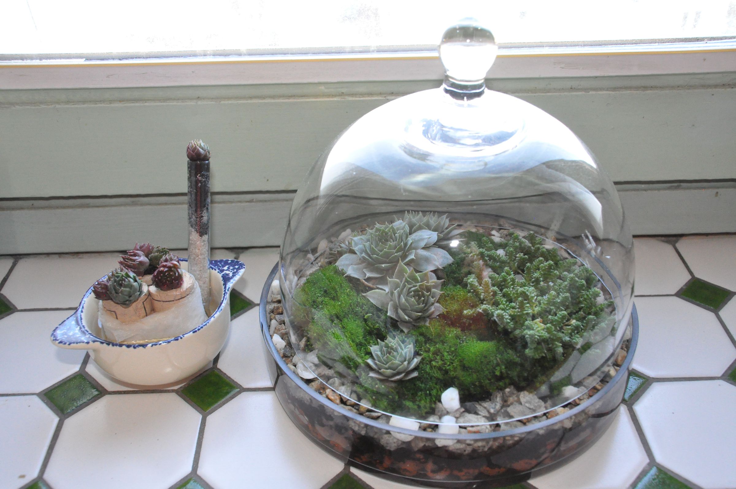 Plant Terrarium Basics. : 5 Steps (with Pictures) - Instructables