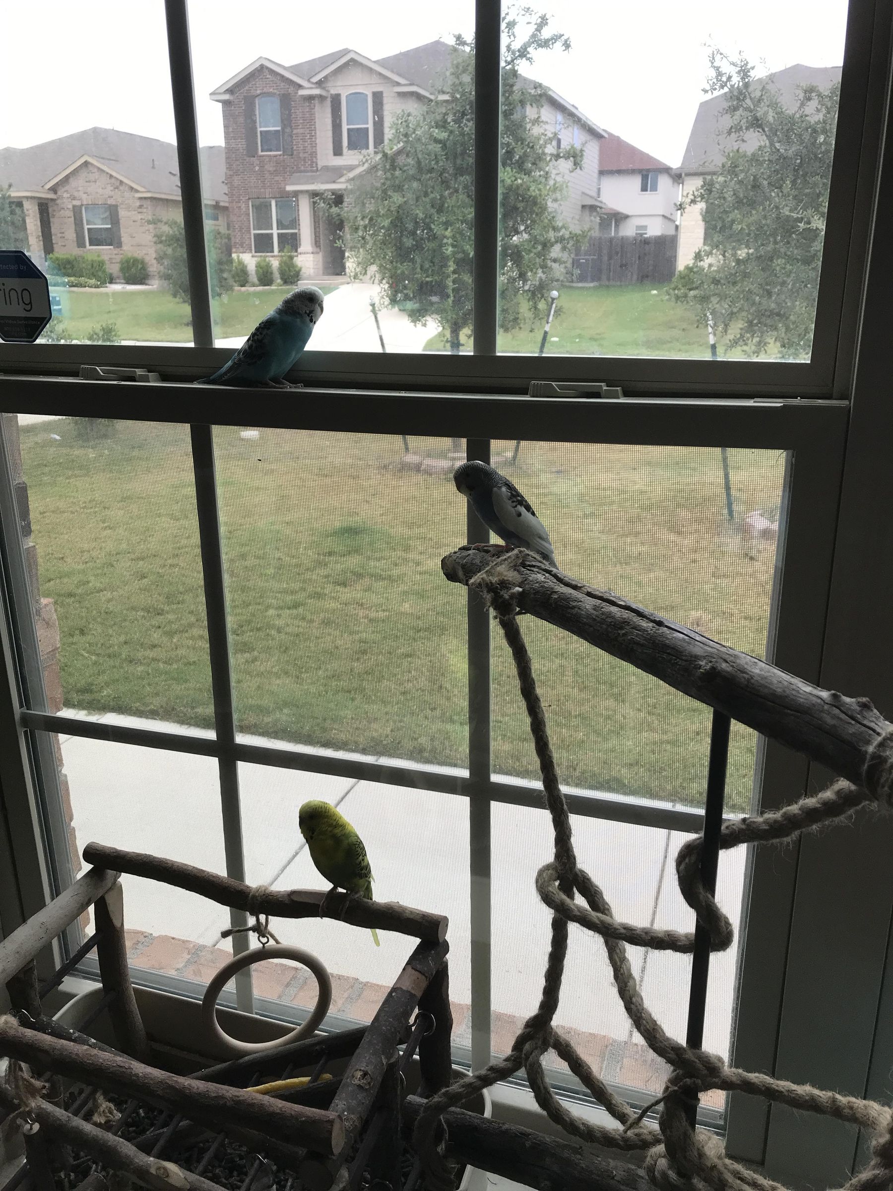 Turn a China Cabinet Into a Deluxe Bird Cage : 5 Steps - Instructables