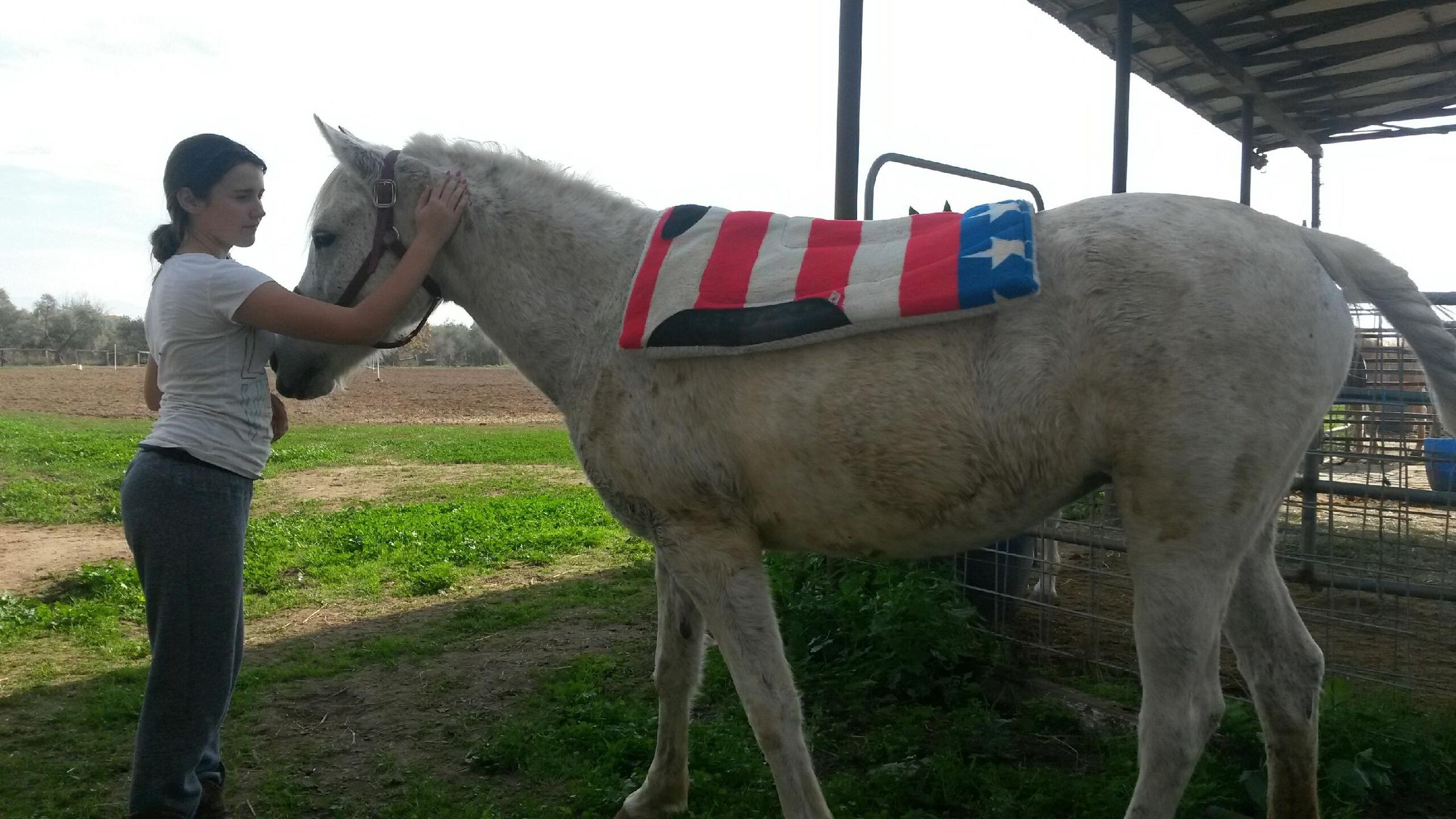 How to Saddle a Horse the Western Way Simply : 4 Steps - Instructables