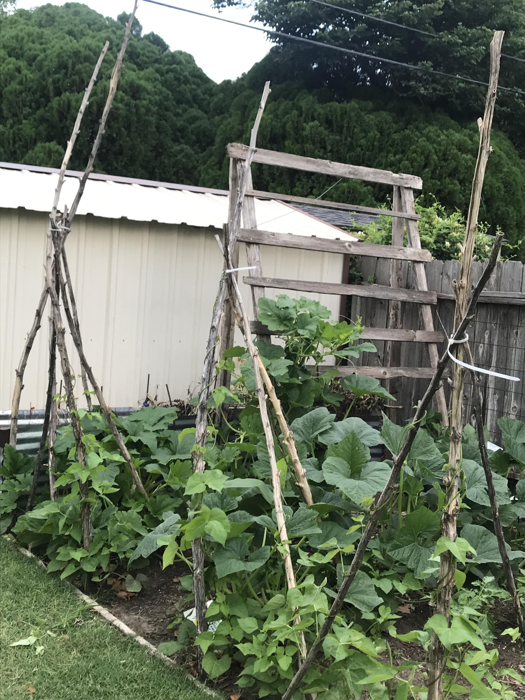 Bean Ladder : 4 Steps (with Pictures) - Instructables
