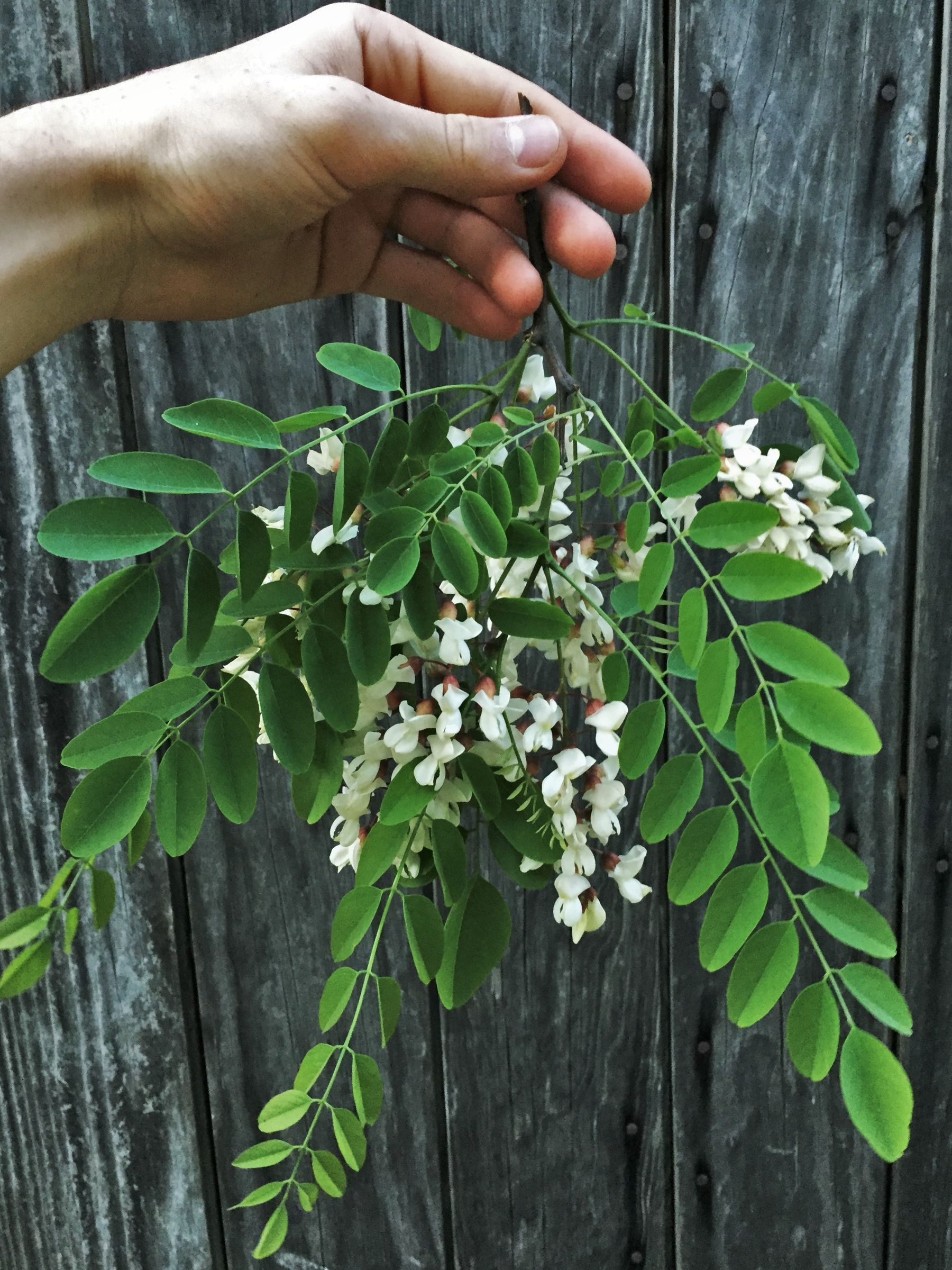 Black Locust Flower Cold Brew Tea : 4 Steps (with Pictures) - Instructables