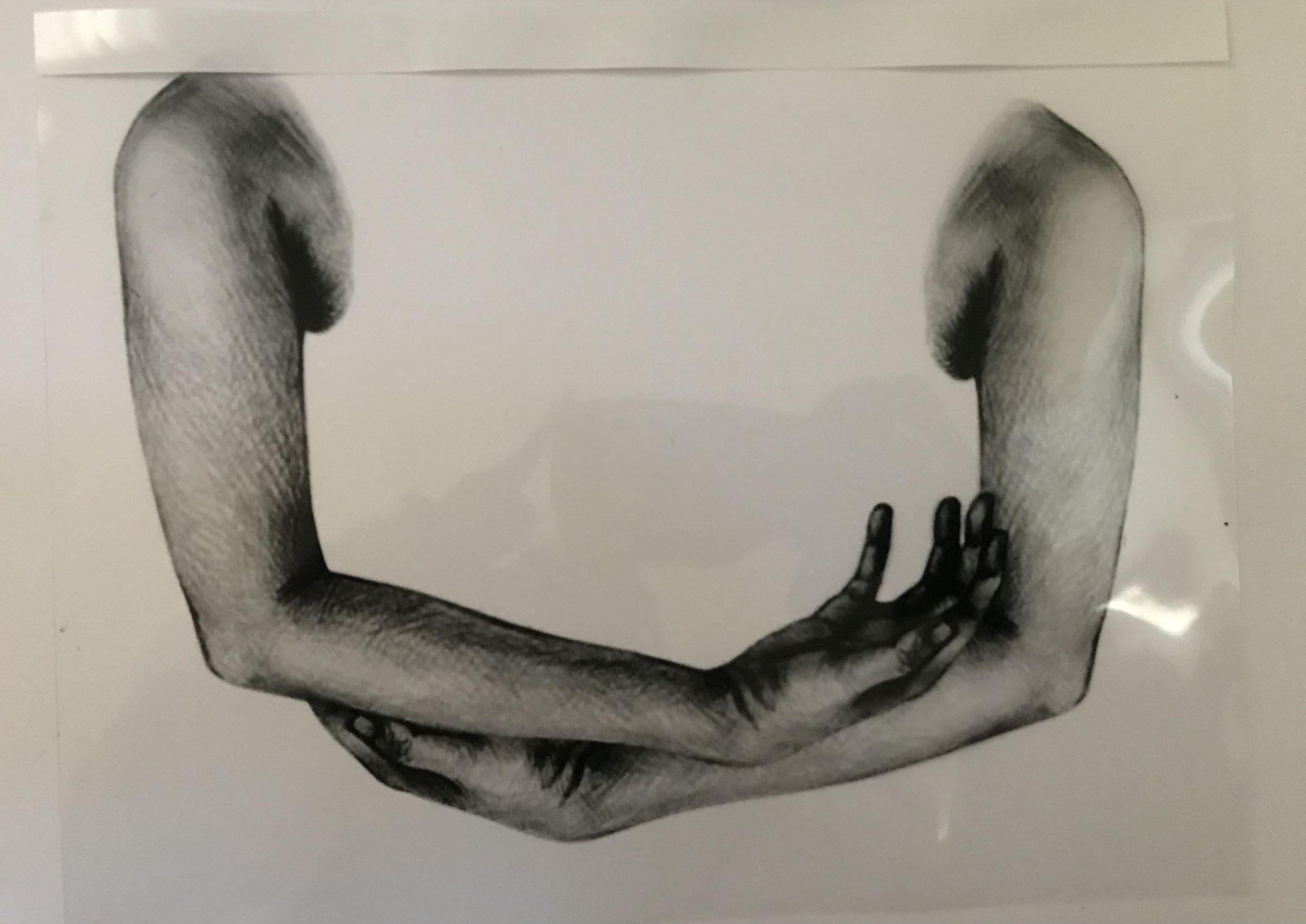 Chlorophyll Prints : 3 Steps - Instructables