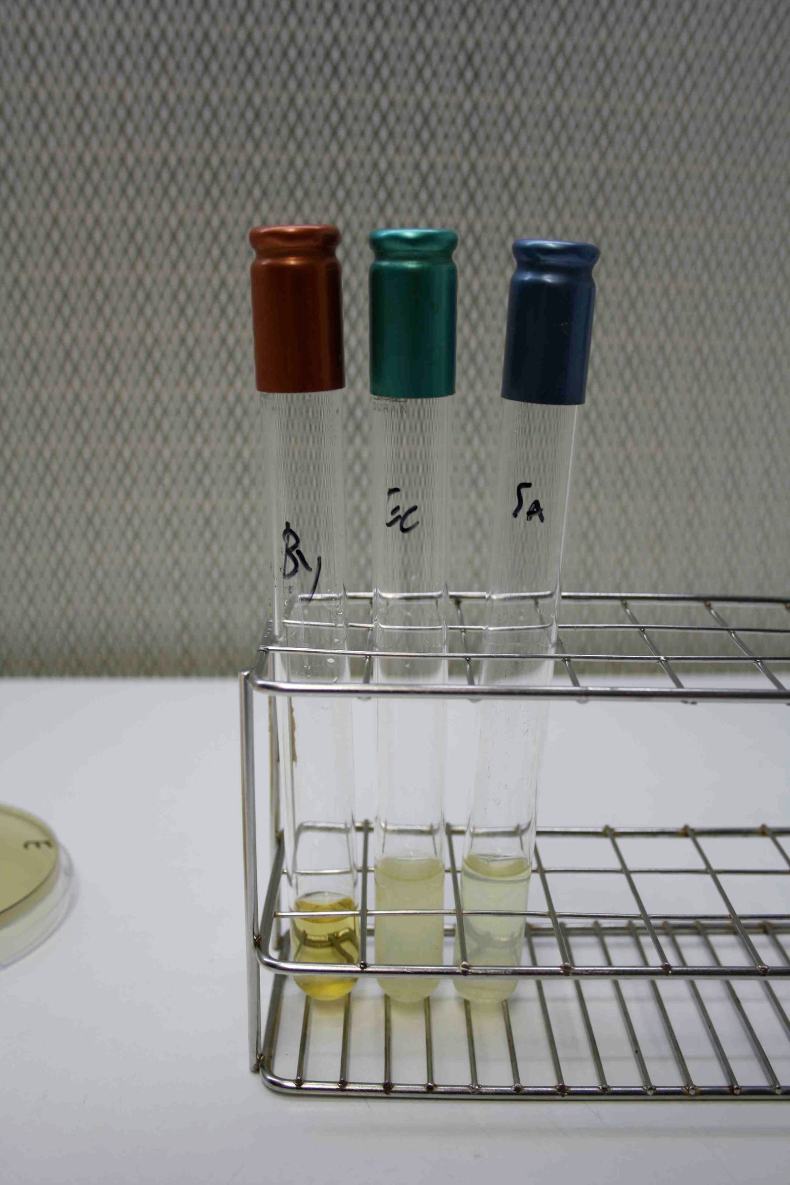 Cook Your Own Microbial Growth Plates : 8 Steps (with Pictures ...