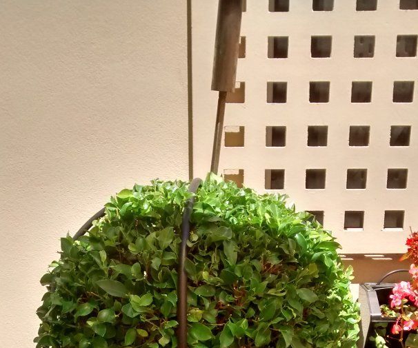 Topiary Shaping Frame : 5 Steps (with Pictures) - Instructables