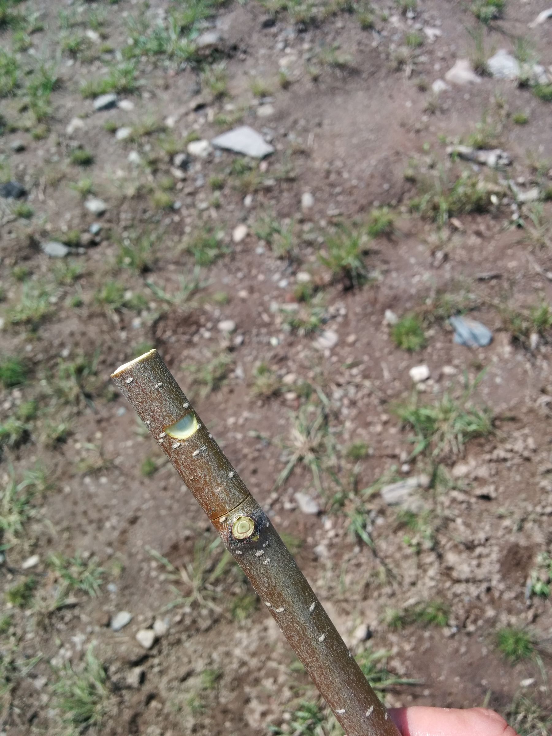 Stick Bark Whistle : 10 Steps (with Pictures) - Instructables