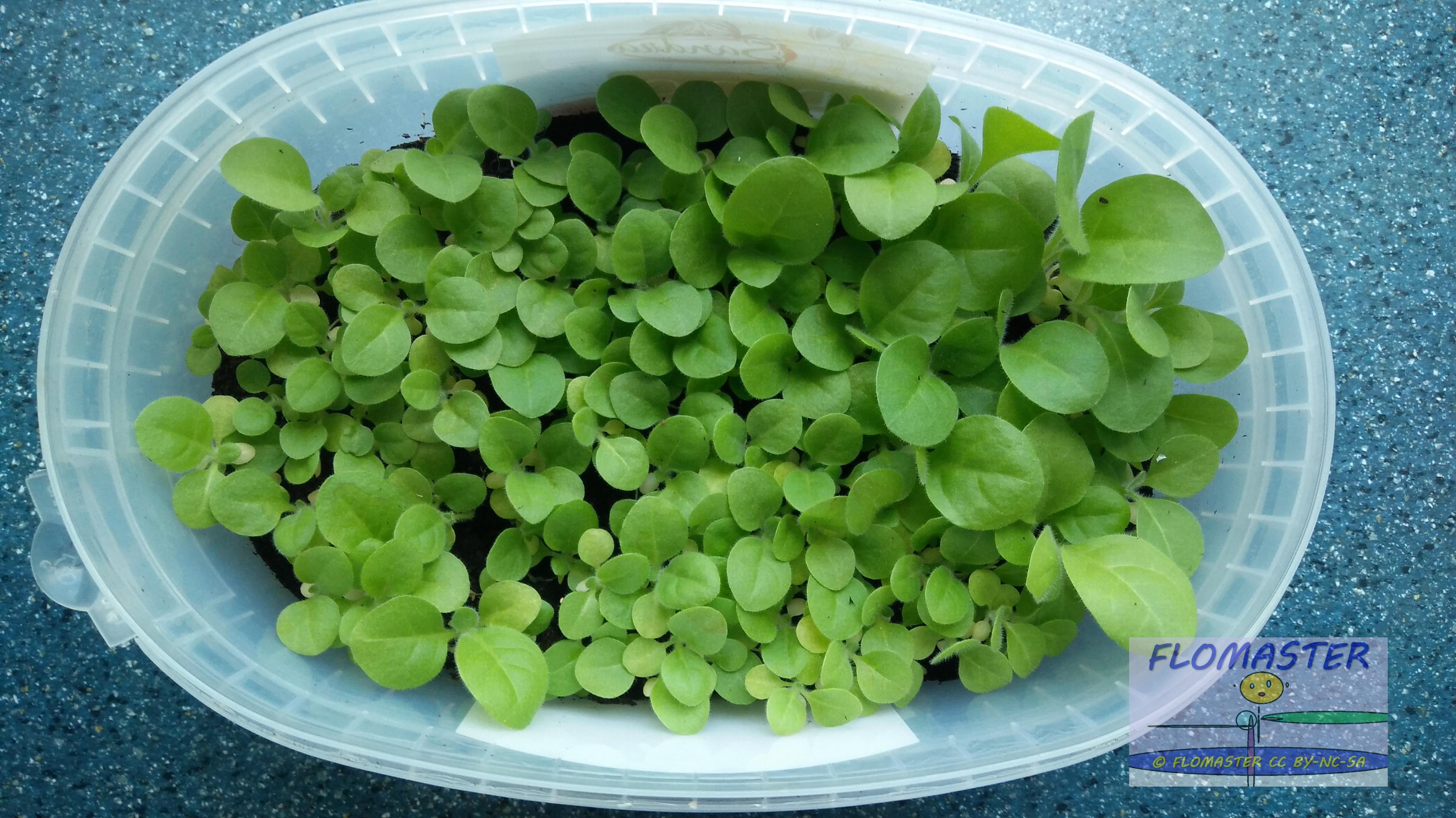 🌼 DIY Seedling Propagator From Recycled Plastic Container 🌼 : 12 Steps ...