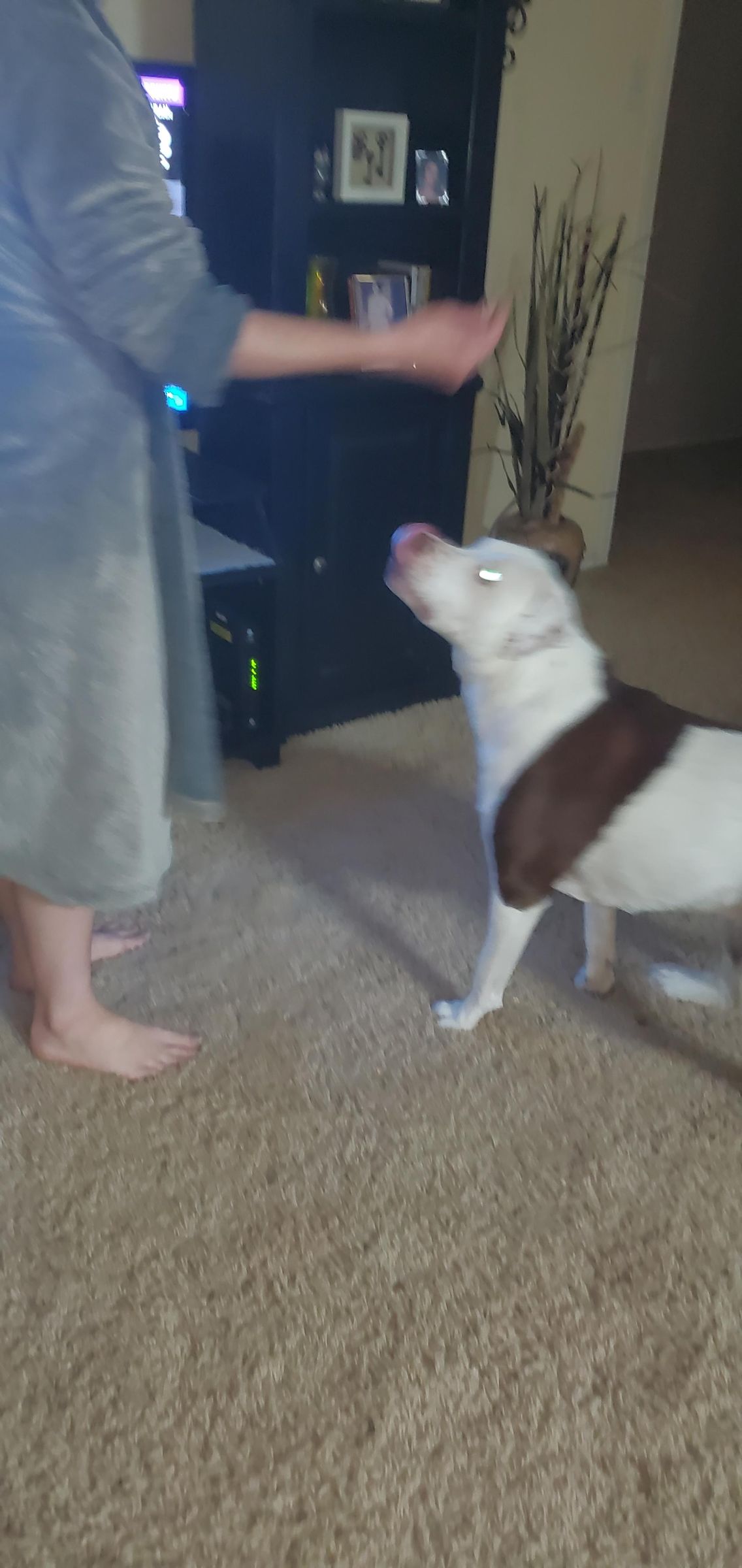 How to Train Your Dog to Sit _ Luring Method : 8 Steps - Instructables