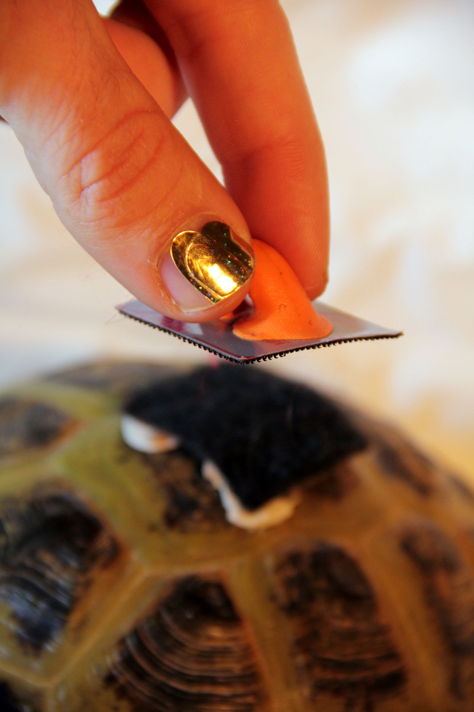 Tortoise Tracker (Analogue Version) : 5 Steps (with Pictures ...