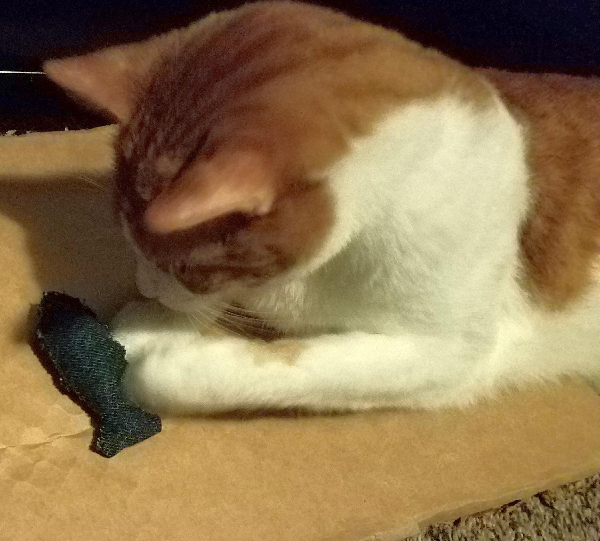 Make Your Own Mini Catnip Fish Out of Old Blue Jeans - DIY Cat Toys for ...