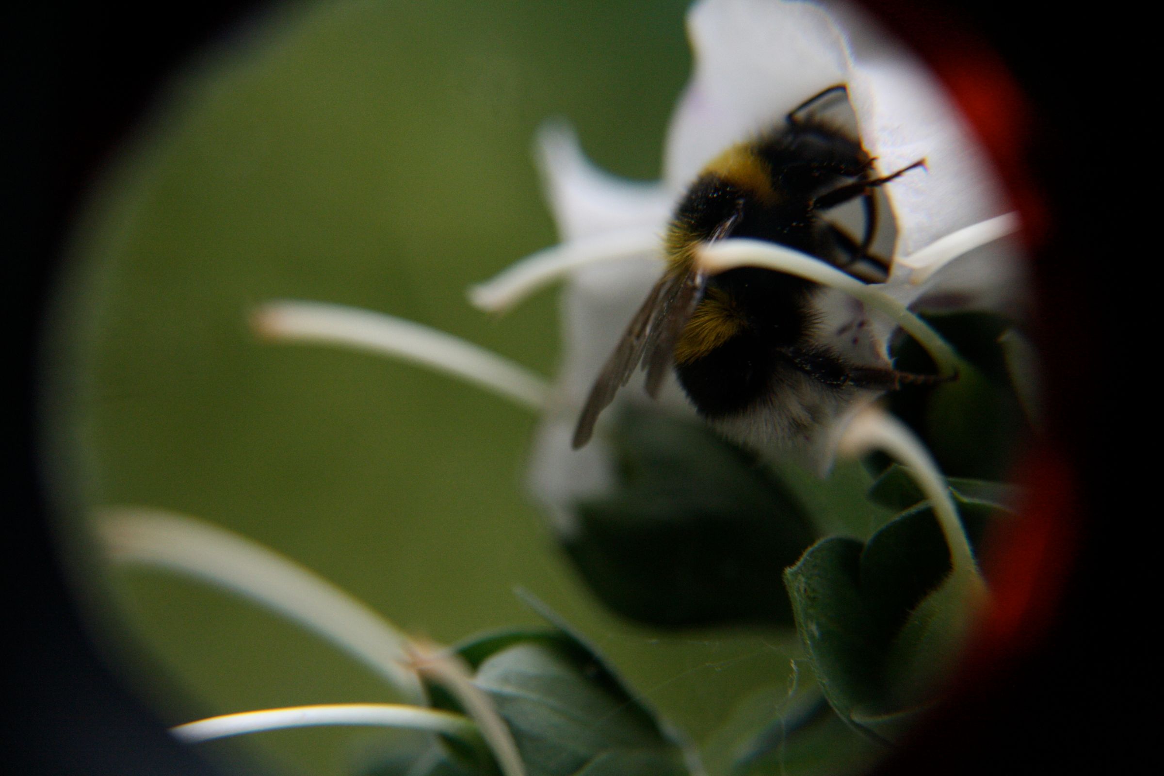 The Magnifier Macro Lens : 3 Steps - Instructables