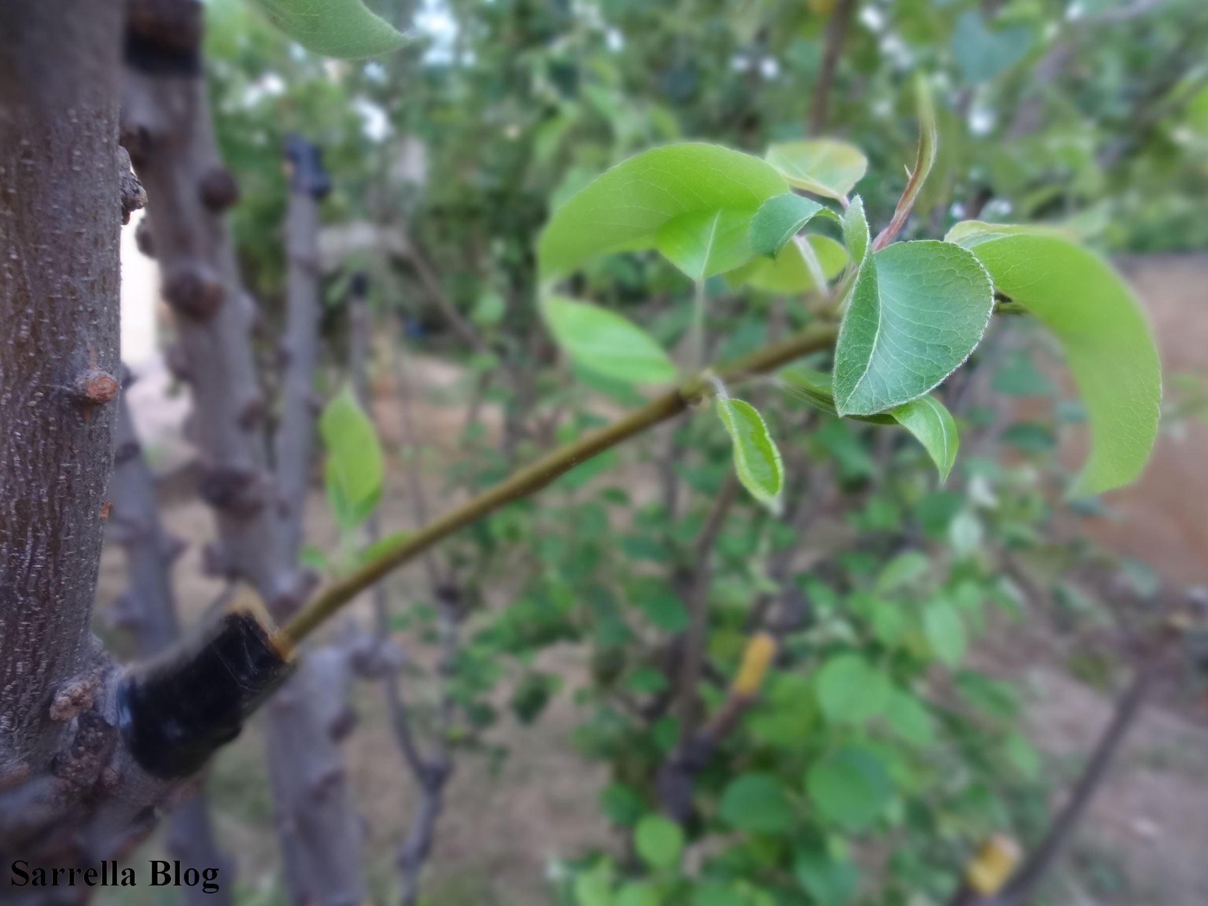 Grafting a Pear Scion to a Quince Tree : 14 Steps (with Pictures ...