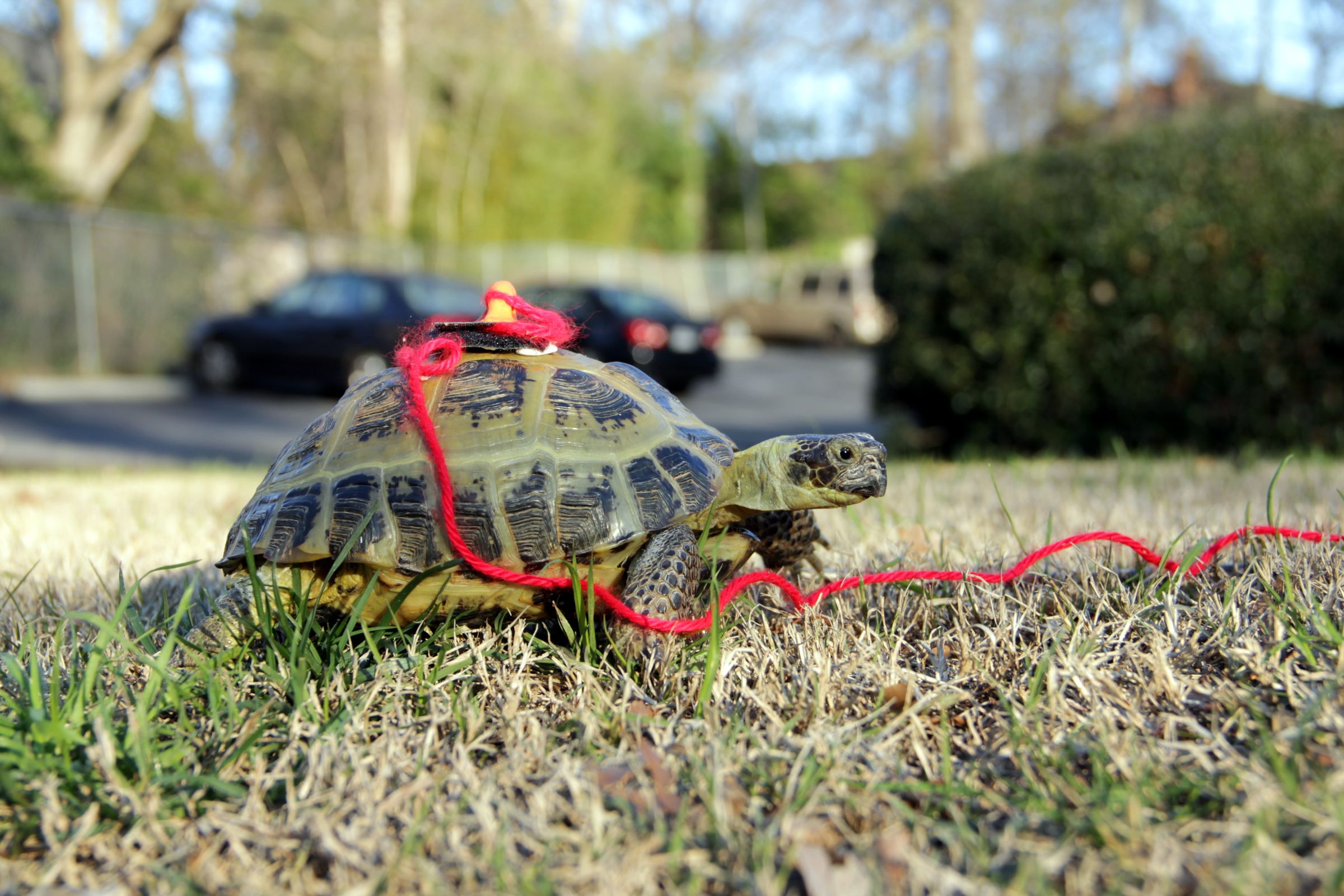 Tortoise Tracker (Analogue Version) : 5 Steps (with Pictures ...
