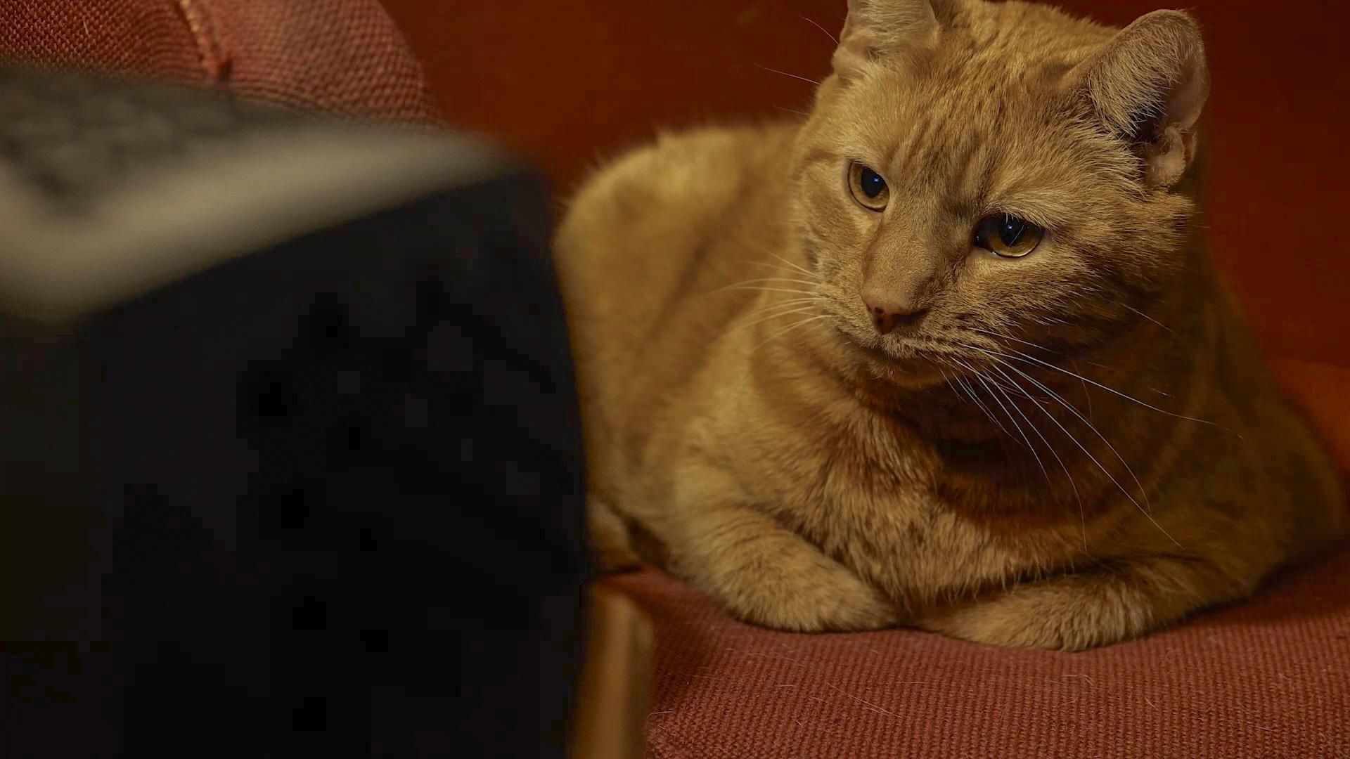 Raspberry Pi Cat TV : 5 Steps (with Pictures) - Instructables