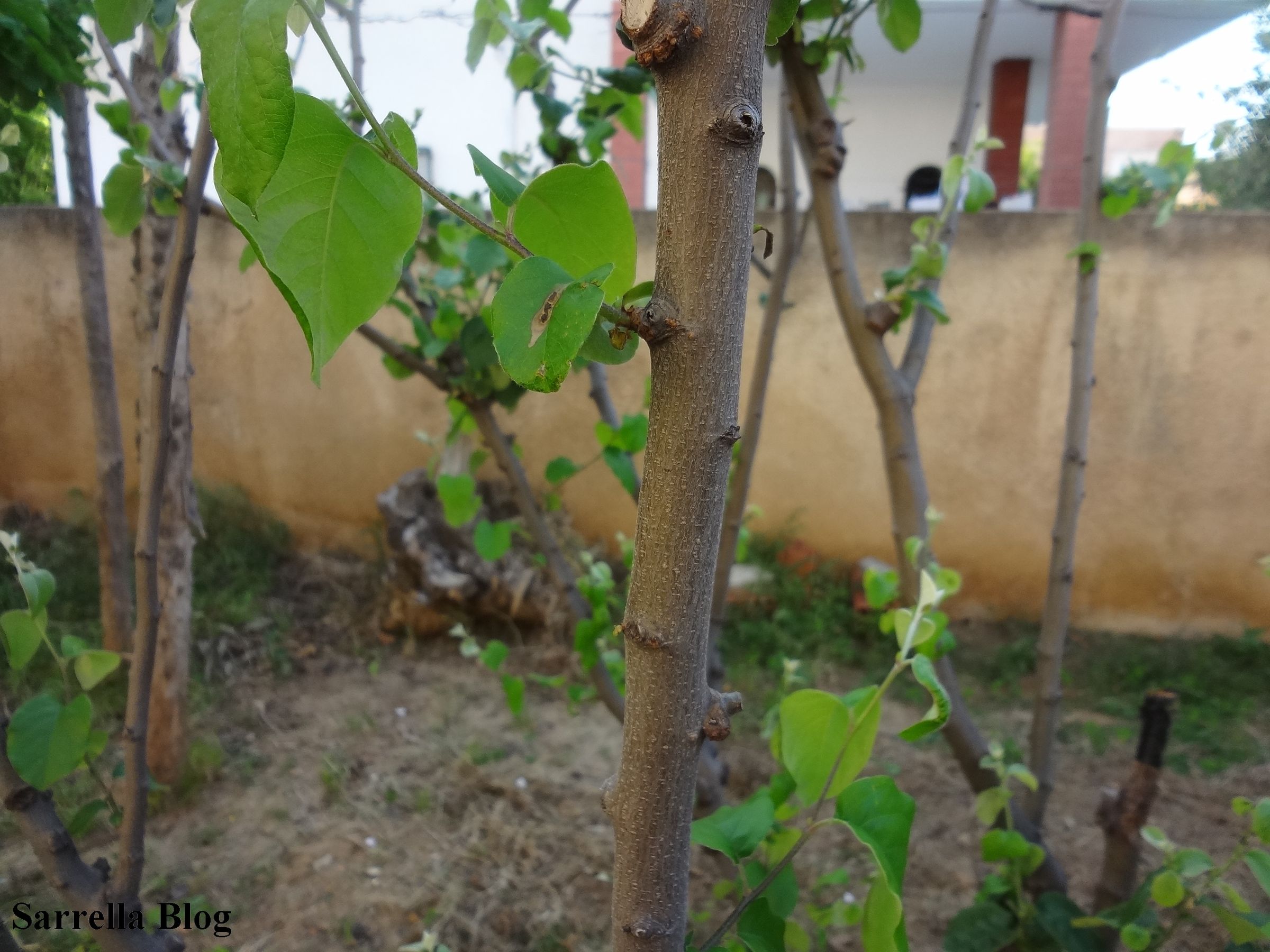 Grafting a Pear Scion to a Quince Tree : 14 Steps (with Pictures ...