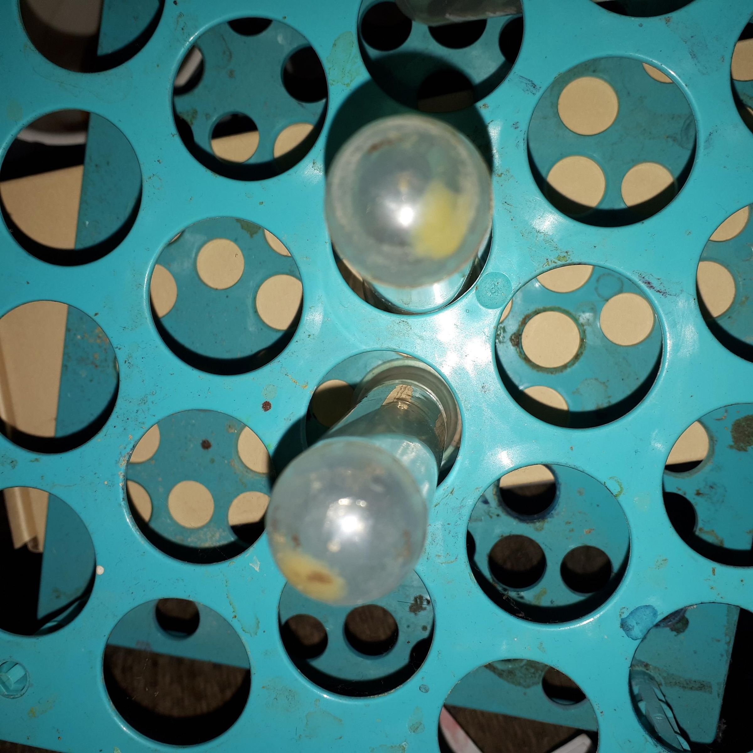 Growing Algae and Then Exposing Them to Gamma Rays. : 5 Steps ...