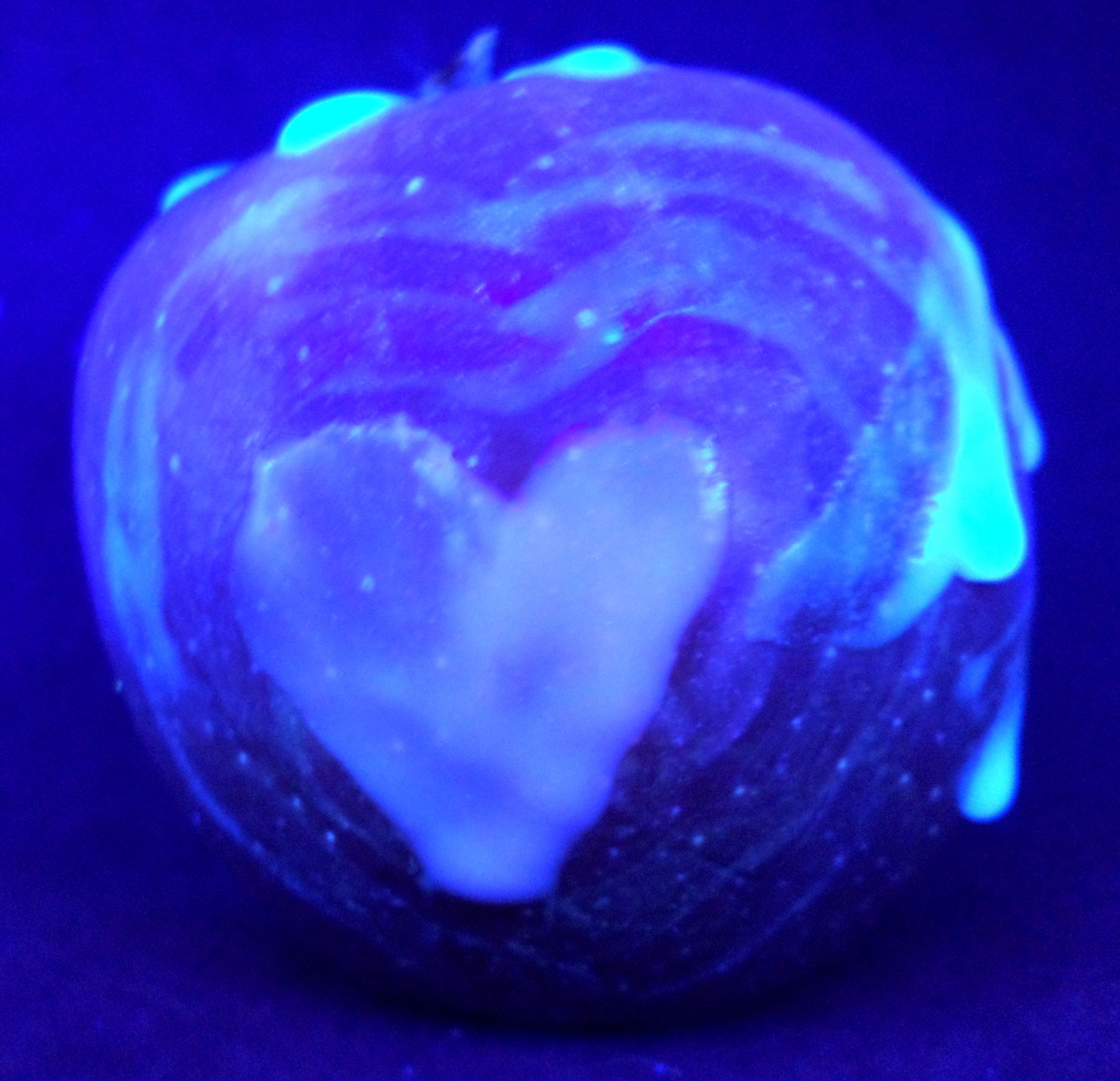 Glowing Edible Paint : 7 Steps (with Pictures) - Instructables