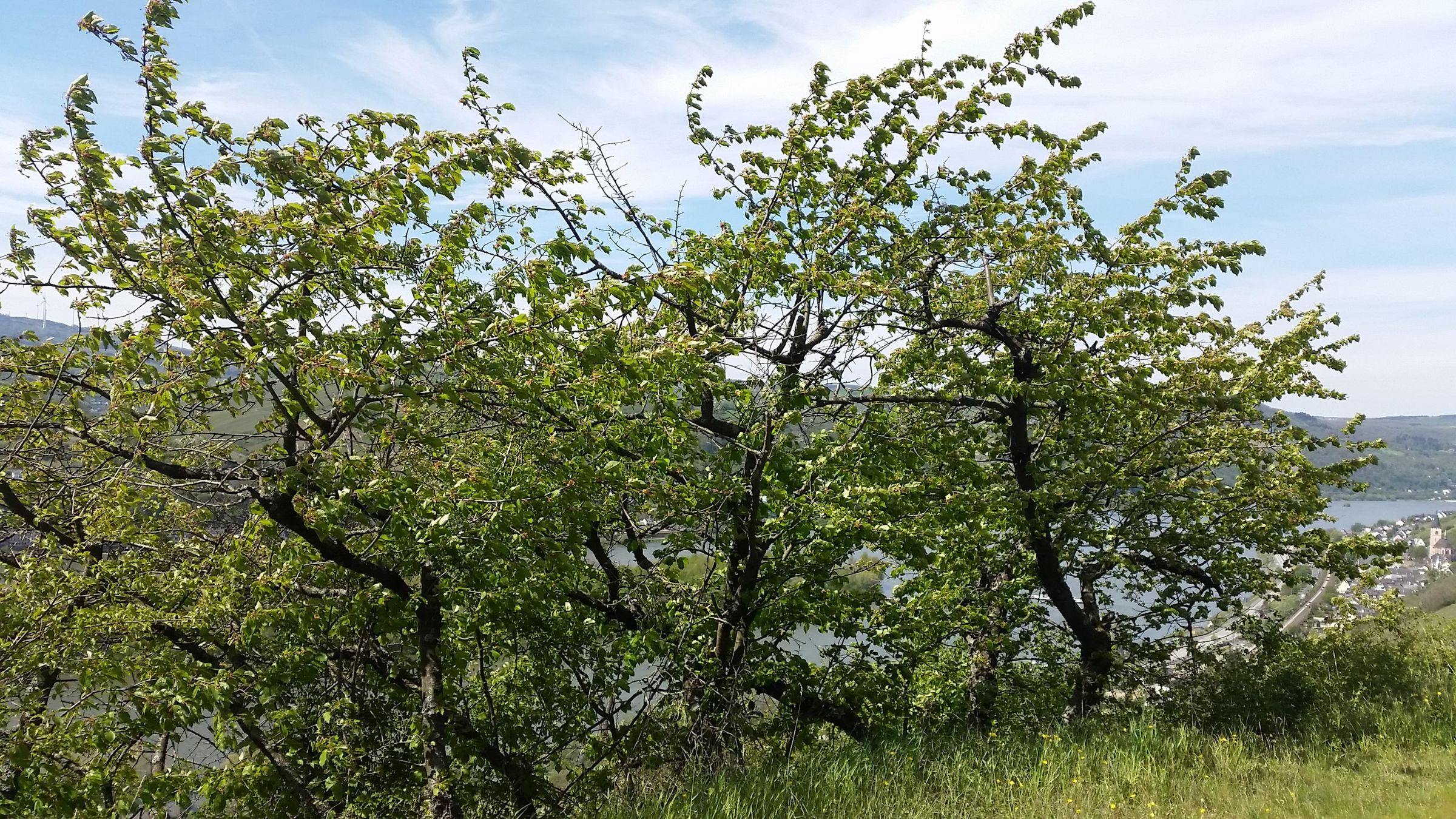DIY Flower Seed Cards From Cherry Tree Resin Gum (Kirschgummi) : 7 ...