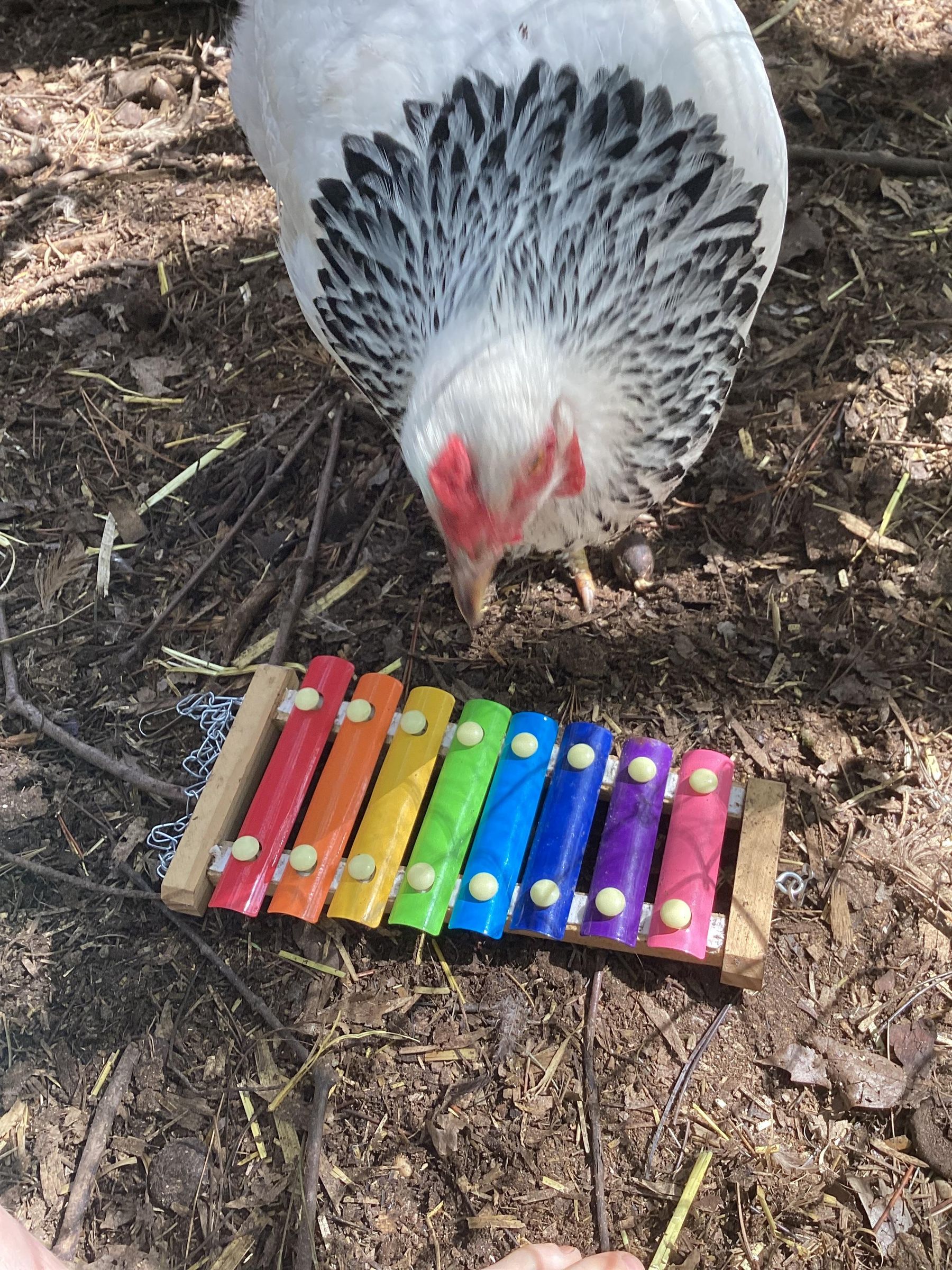 Training Your Chickens to Play Instruments : 5 Steps - Instructables