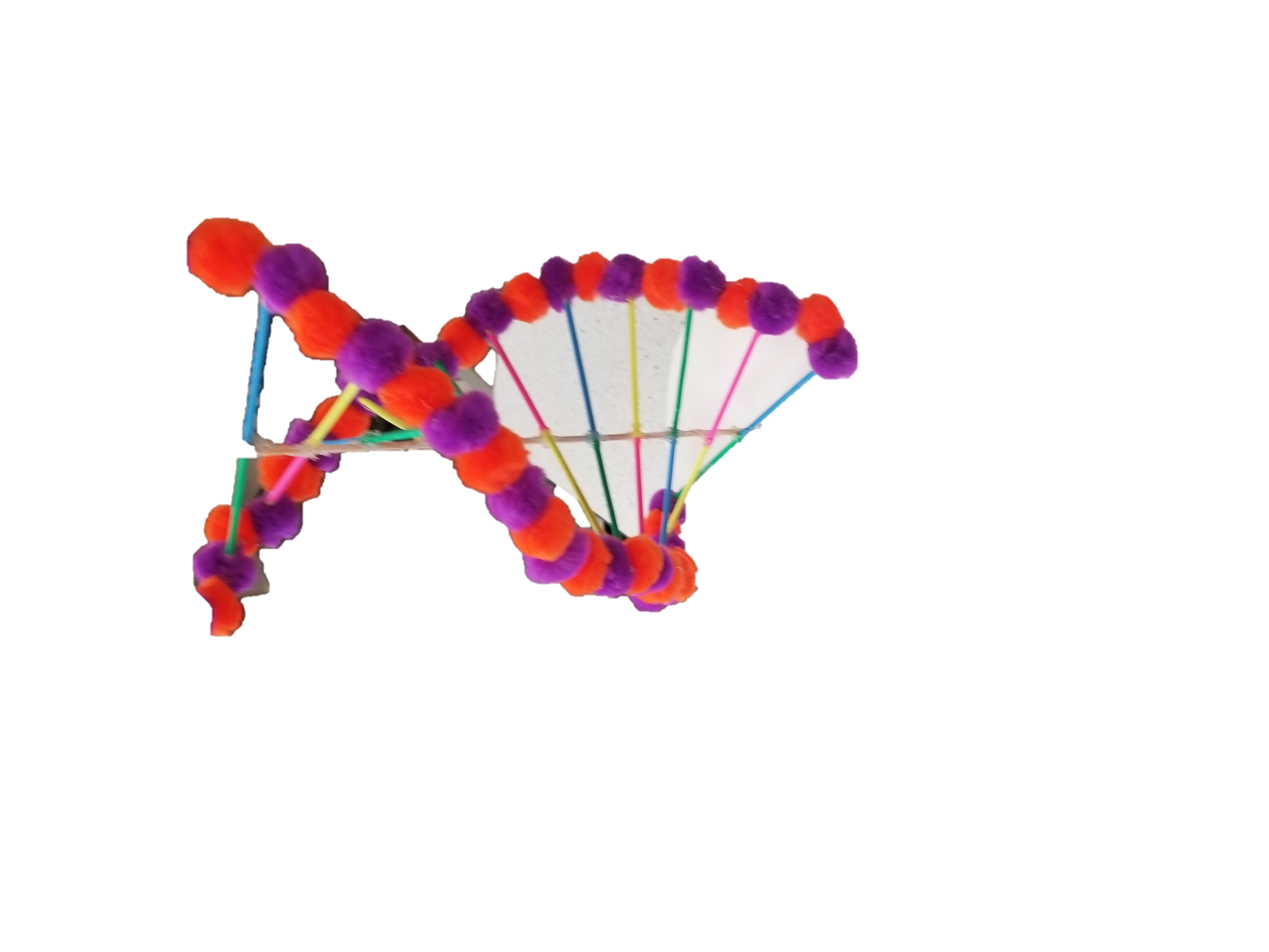 3d Dna Replication Model Project