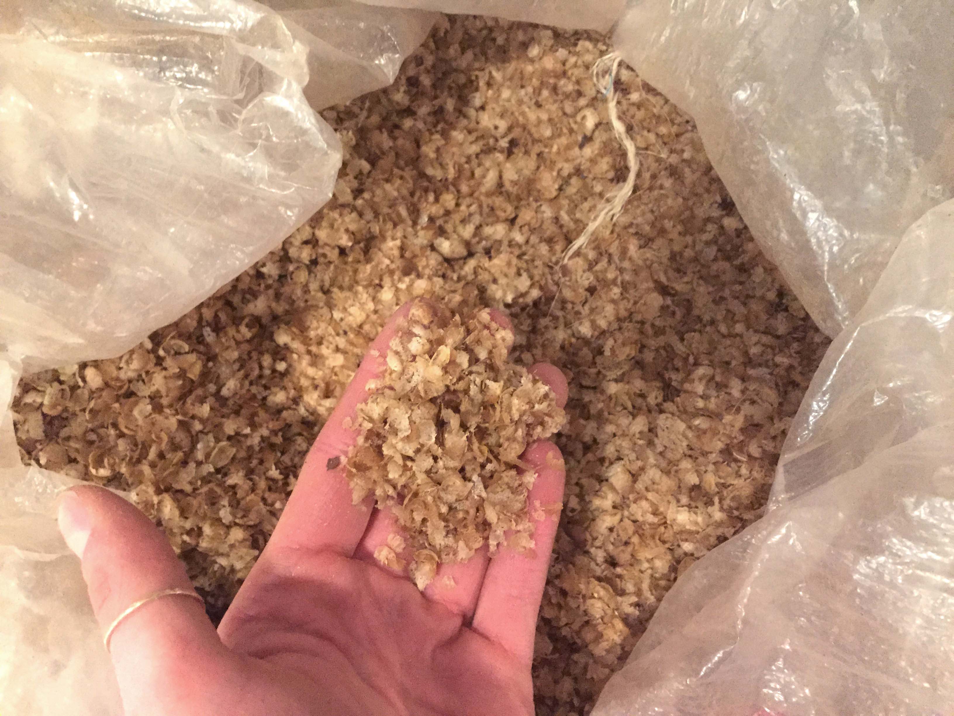 Mycelial Forms : 9 Steps (with Pictures) - Instructables