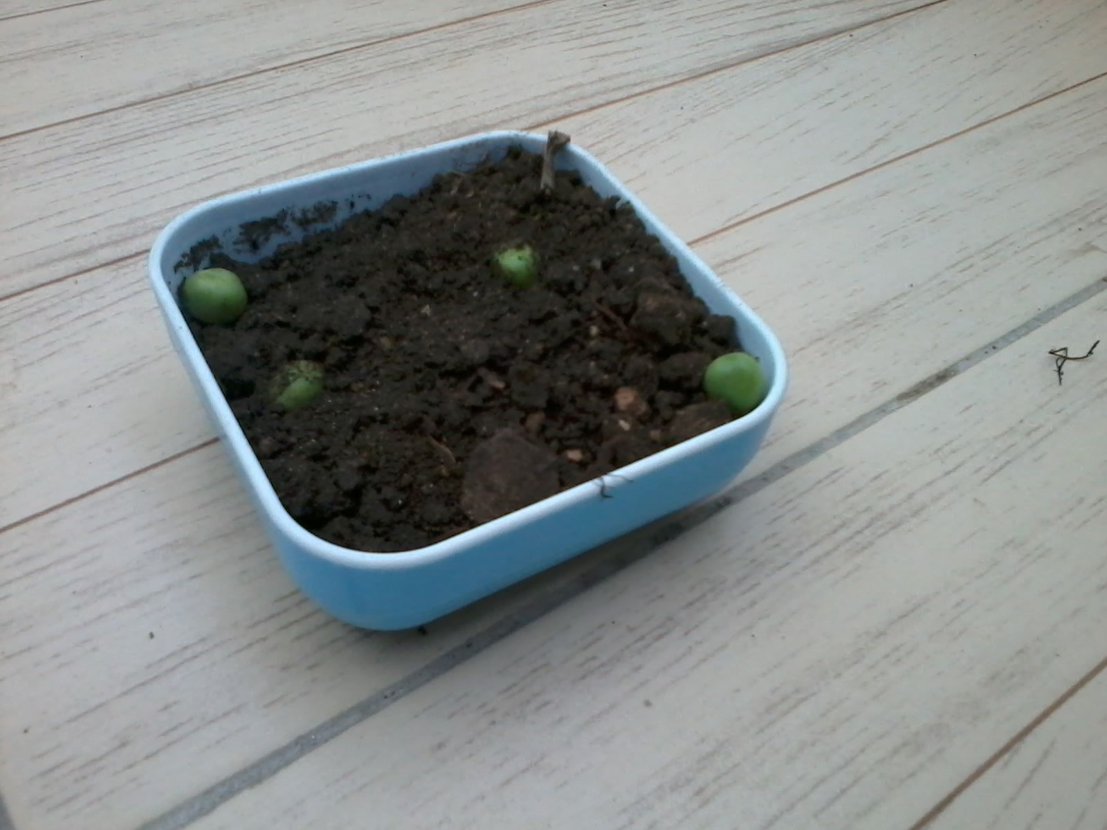 Unusual Gardening Containers : 4 Steps - Instructables
