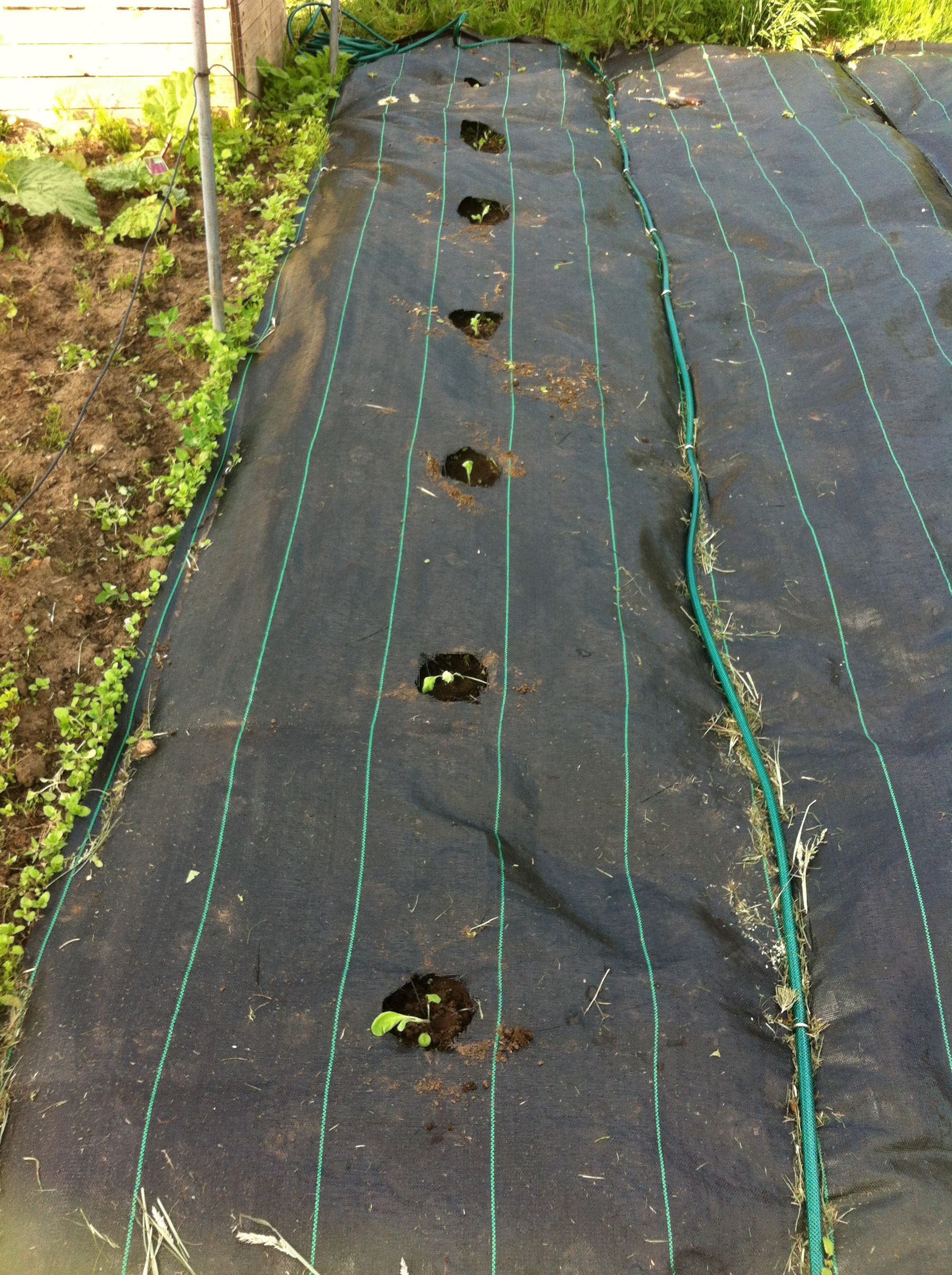 Growing Tobacco : 6 Steps (with Pictures) - Instructables
