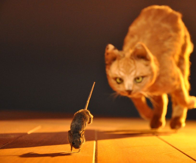 Mouse Chase : 4 Steps - Instructables