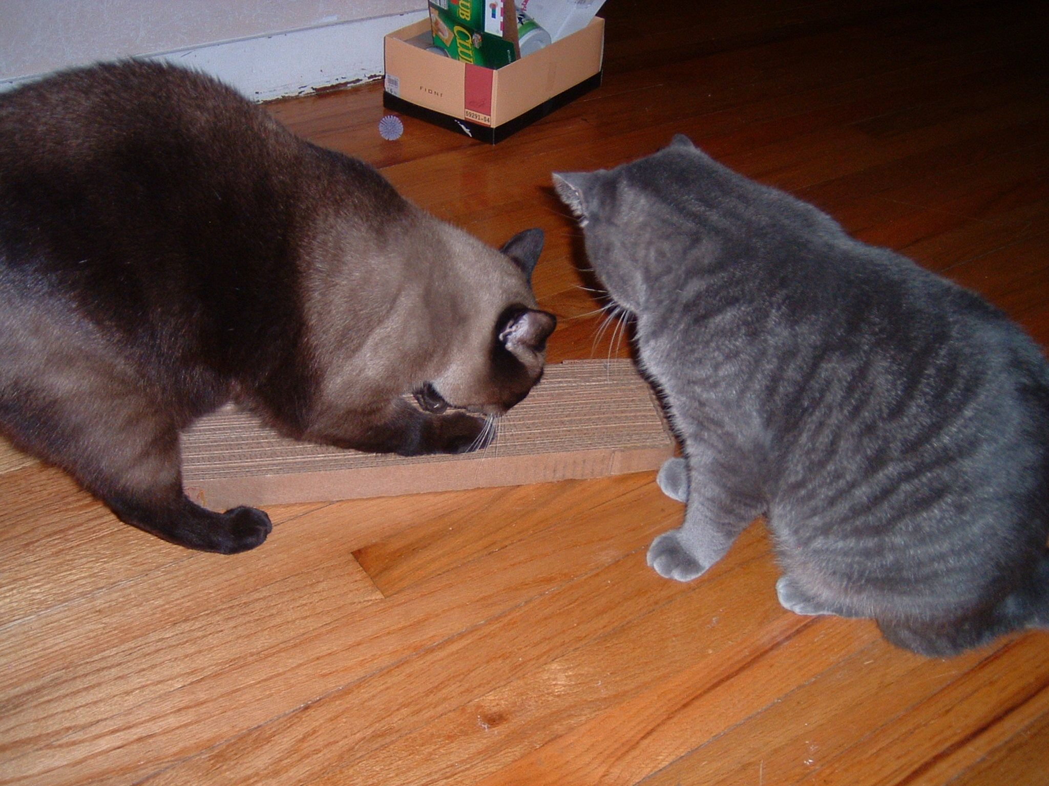 Make a FREE CAT SCRATCHING BOARD - Instructables