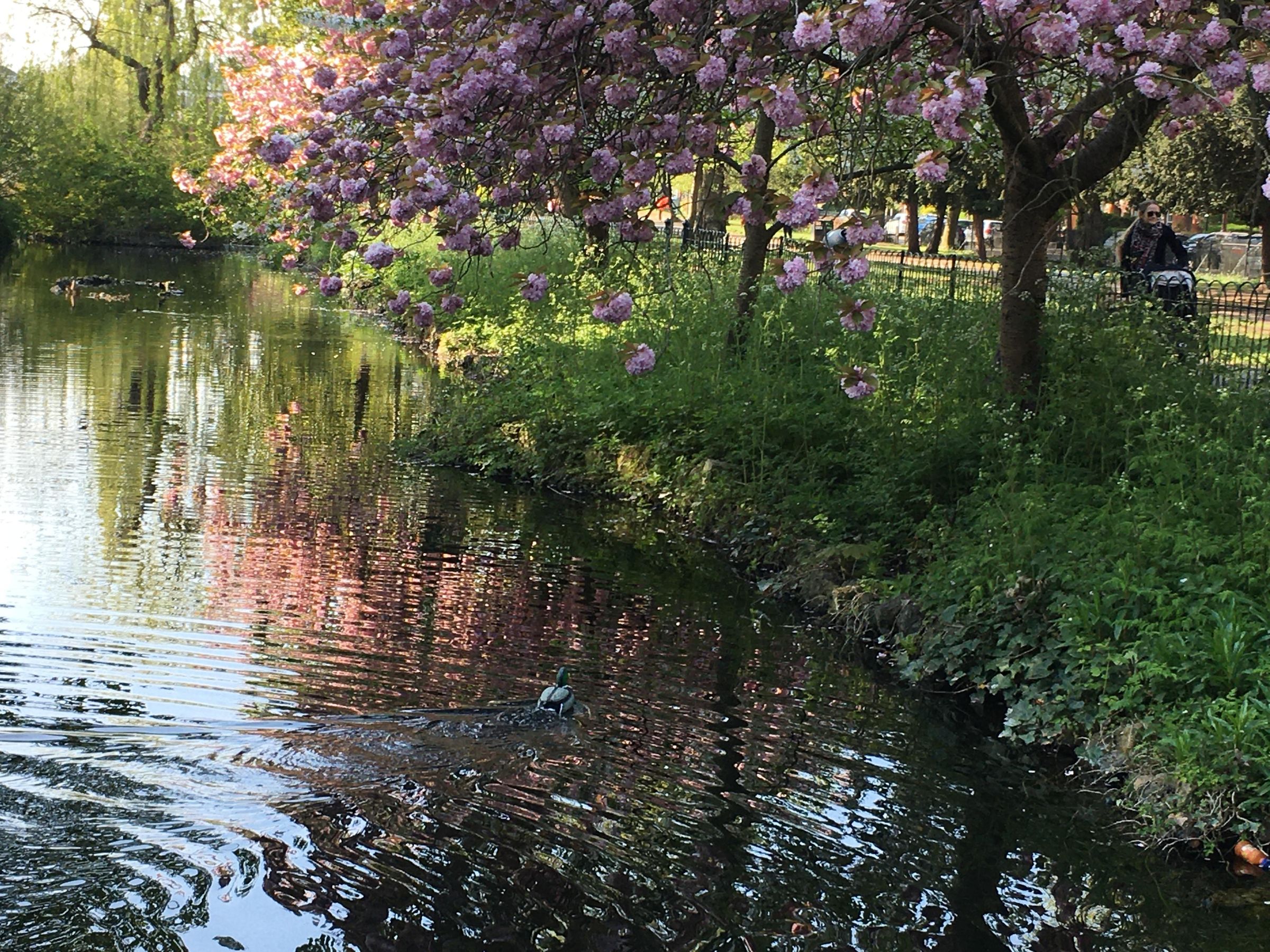 Dave - the Remote Control Duck (An Intro to 'Kit-Bashing') : 25 Steps ...