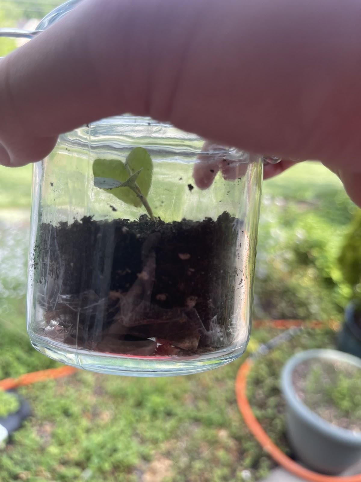 Small Closed Terrarium : 5 Steps (with Pictures) - Instructables